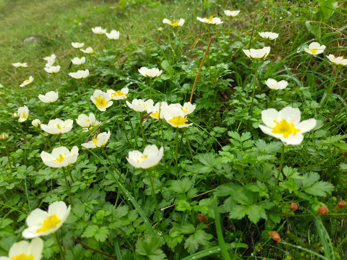 旭岳 / sugar marchさんの大雪山系・旭岳・トムラウシの活動データ | YAMAP / ヤマップ