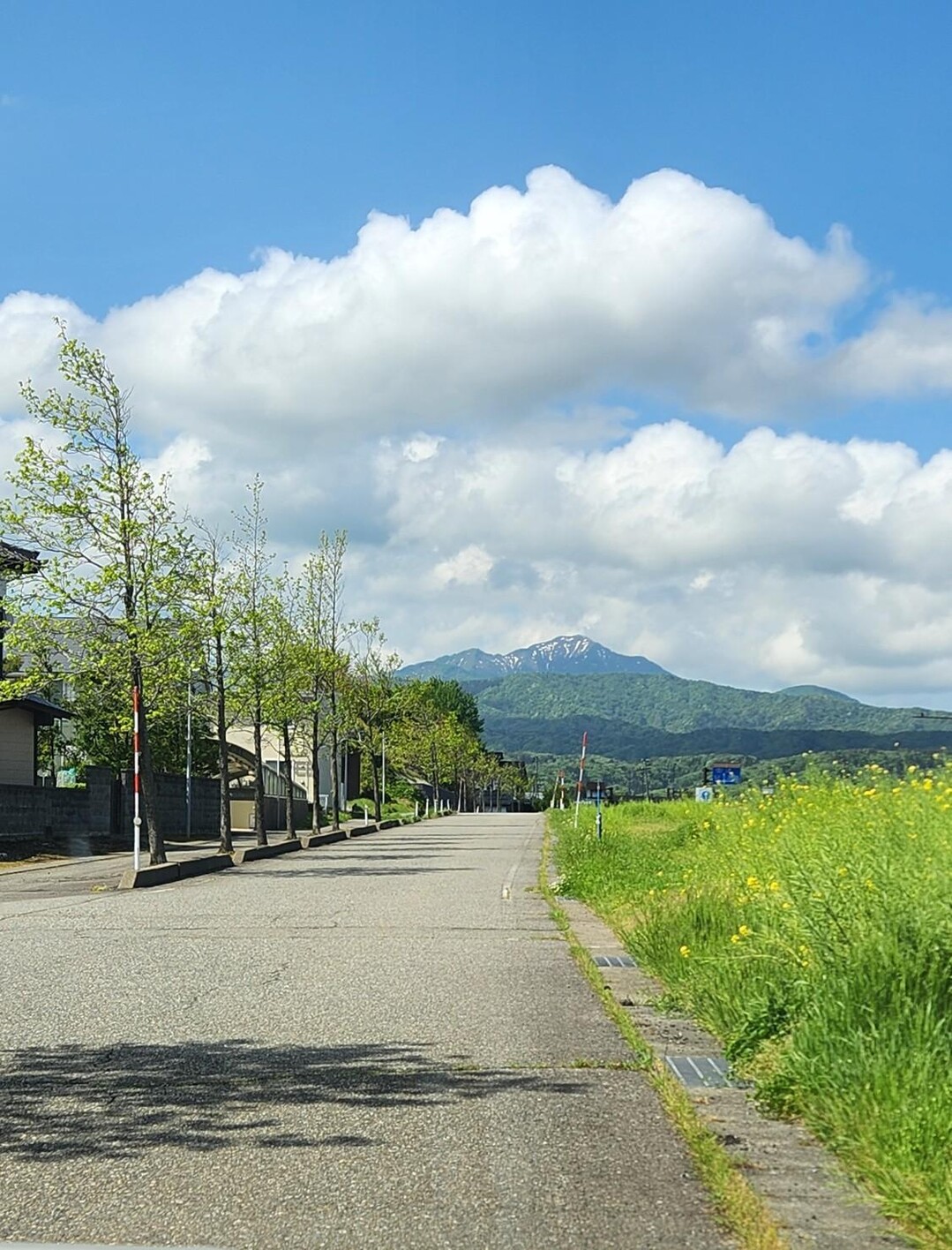 春の『米山』最難コースで 前山・赤岩山・米山 / tamuさんの米山の活動データ | YAMAP / ヤマップ