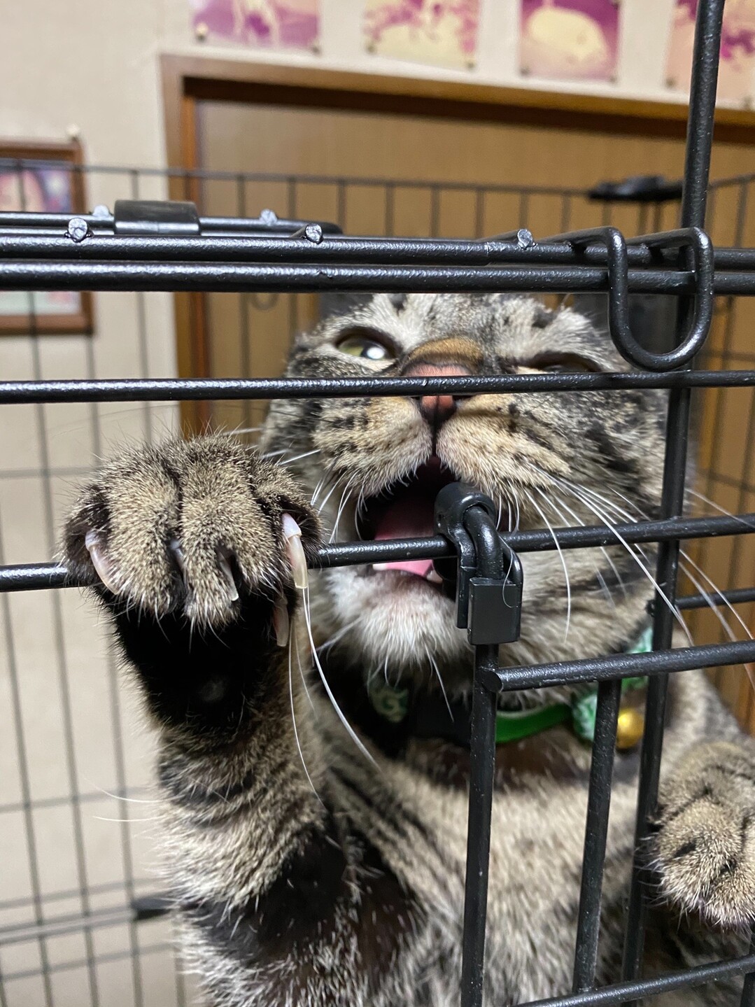 2020登り納めかな⁇ 有馬富士 / 有馬富士の写真9枚目 / 新築のケージを破壊しにかかるKONI😺 | YAMAP / ヤマップ