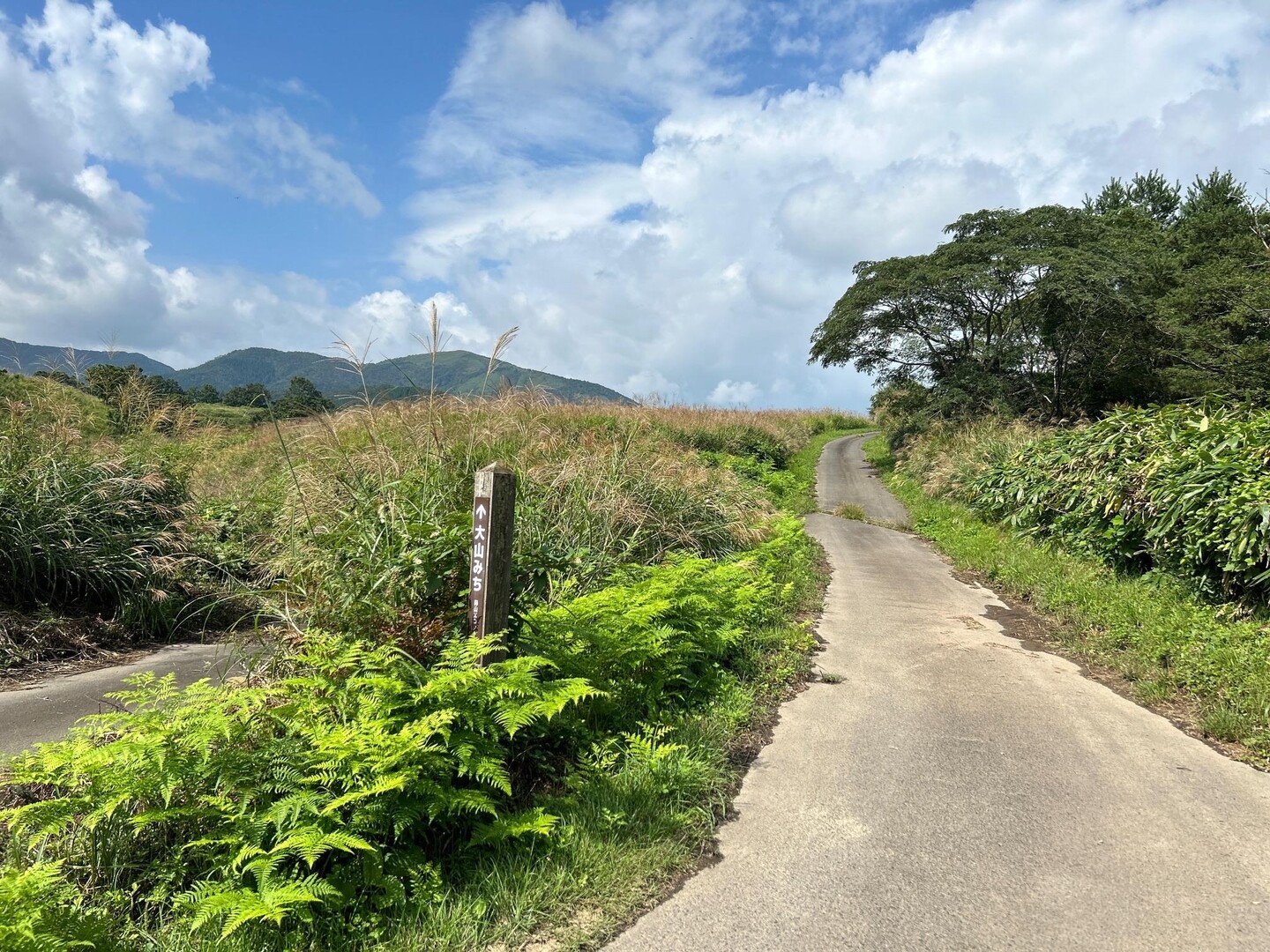 試走。 / CONAさんのFORESTRAIL SHINJO-HIRUZEN 2019の活動データ | YAMAP / ヤマップ