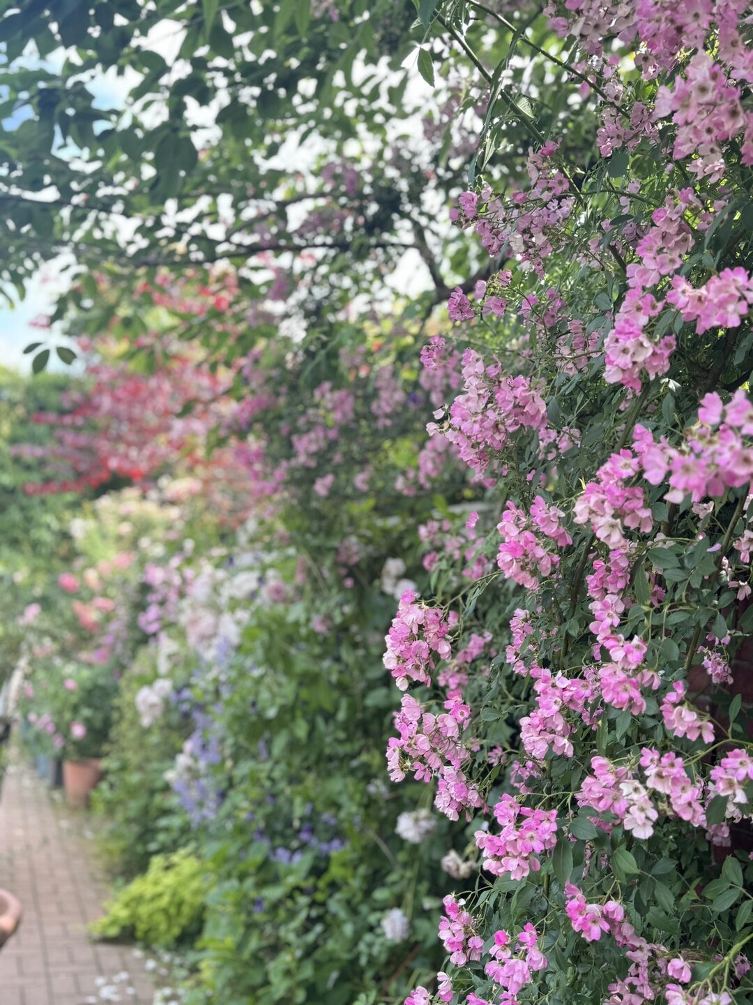 🌹横浜イングリッシュガーデン🌹 近... / m@riさんのモーメント | YAMAP / ヤマップ