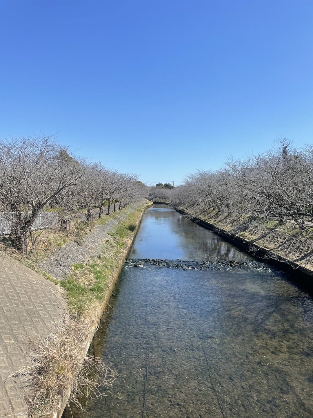 近所run(jog)、いつもの公園から今... / Shoji-nさんのモーメント | YAMAP / ヤマップ