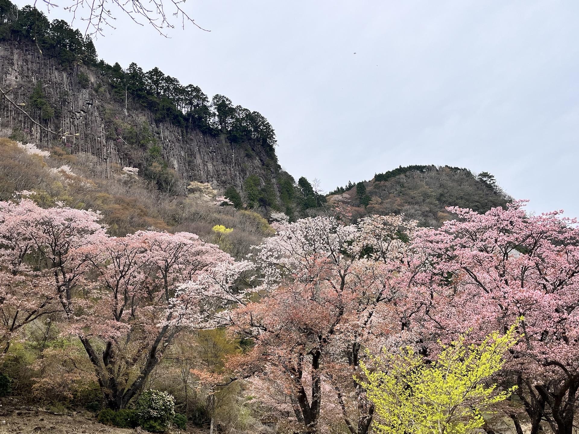 屏風岩公苑の桜 4/20満開 / sachiさんのモーメント | YAMAP / ヤマップ