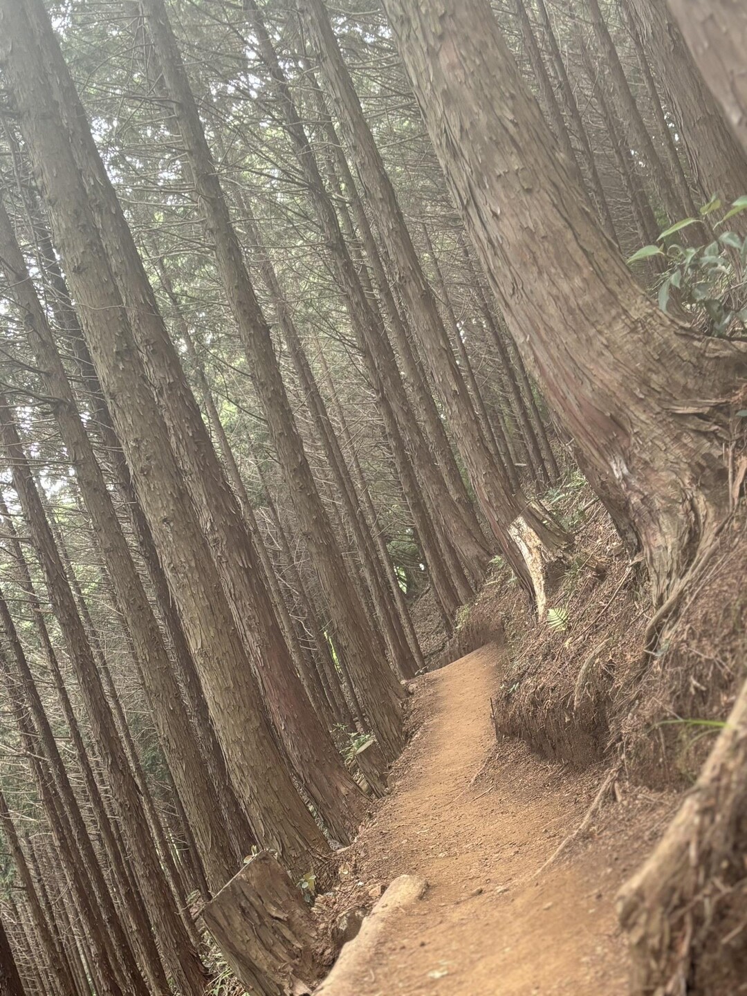 𝔸ℤ𝕌𝕄𝔸｡ᨒﾄﾚ🏃‍♂️ / メグメグさんの鳴神山・吾妻山の活動データ | YAMAP / ヤマップ