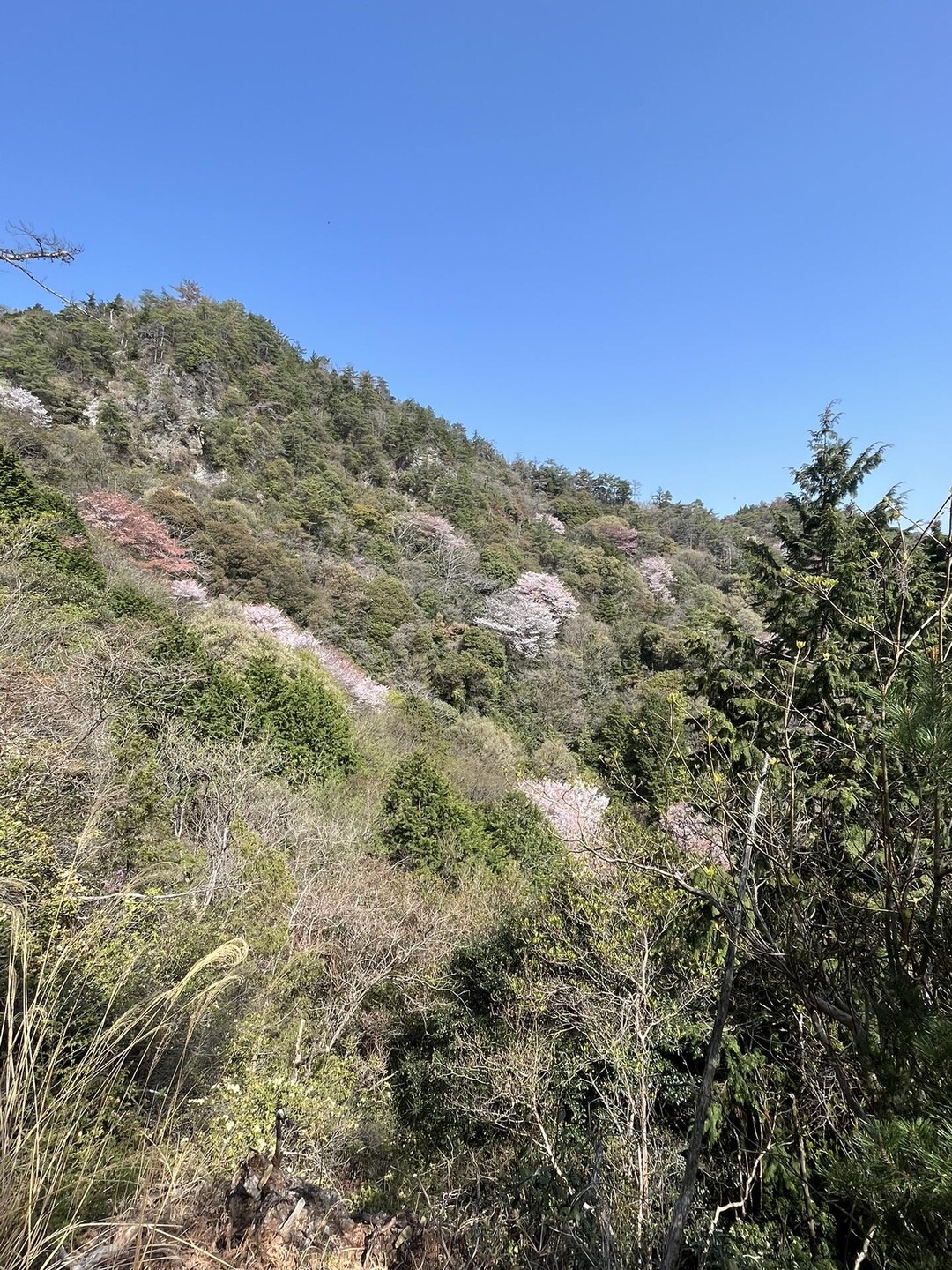 友人家族と納古山登山 / Yu-min.Kさんの納古山の活動データ | YAMAP / ヤマップ