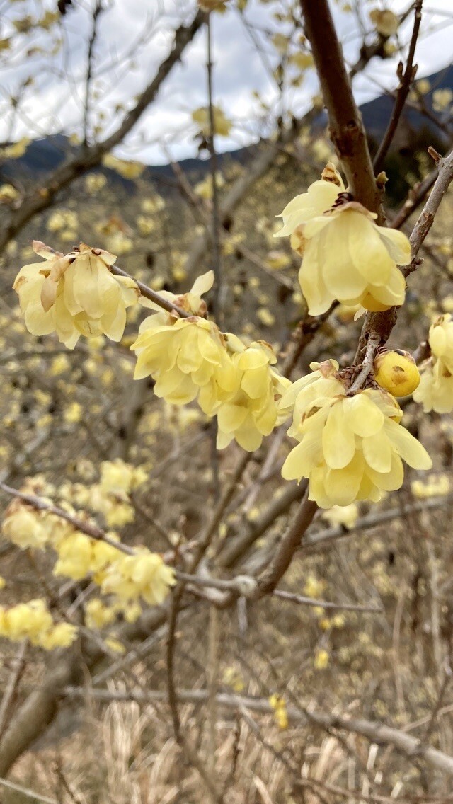寄ロウバイ園に行ってきました。 濃い花は... / Beniさんのモーメント | YAMAP / ヤマップ