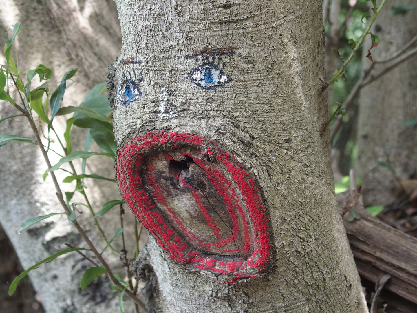 初夏の大佐野山 / masazyさんの牛頸山・黒金山・観音山の活動データ | YAMAP / ヤマップ
