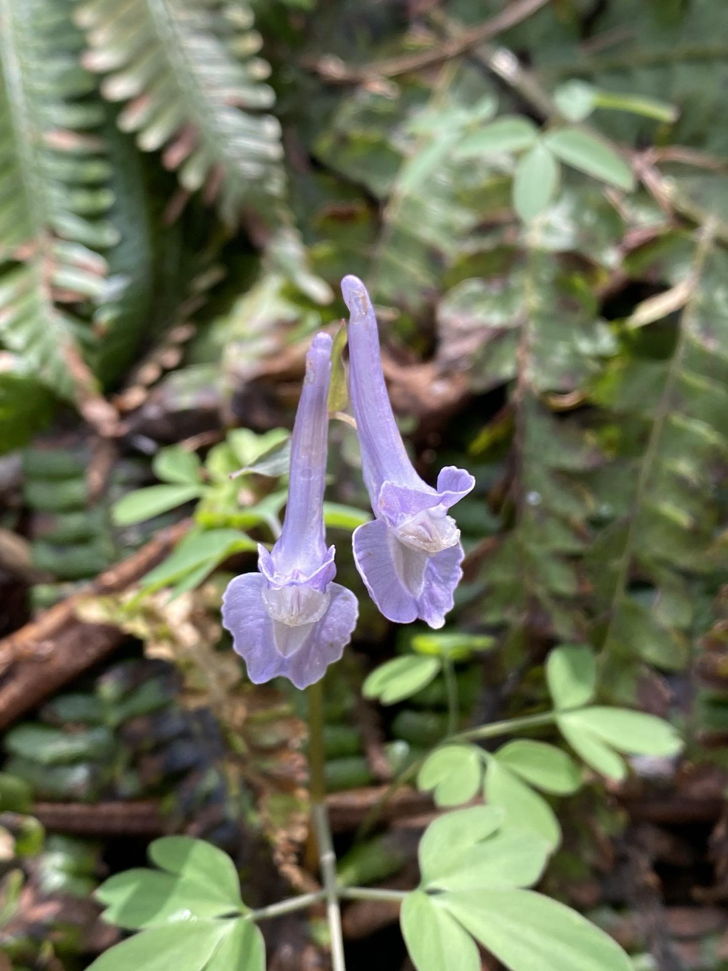 気持ち的に遠くなった遠島山 / rock-handさんの遠島山の活動日記 | YAMAP / ヤマップ