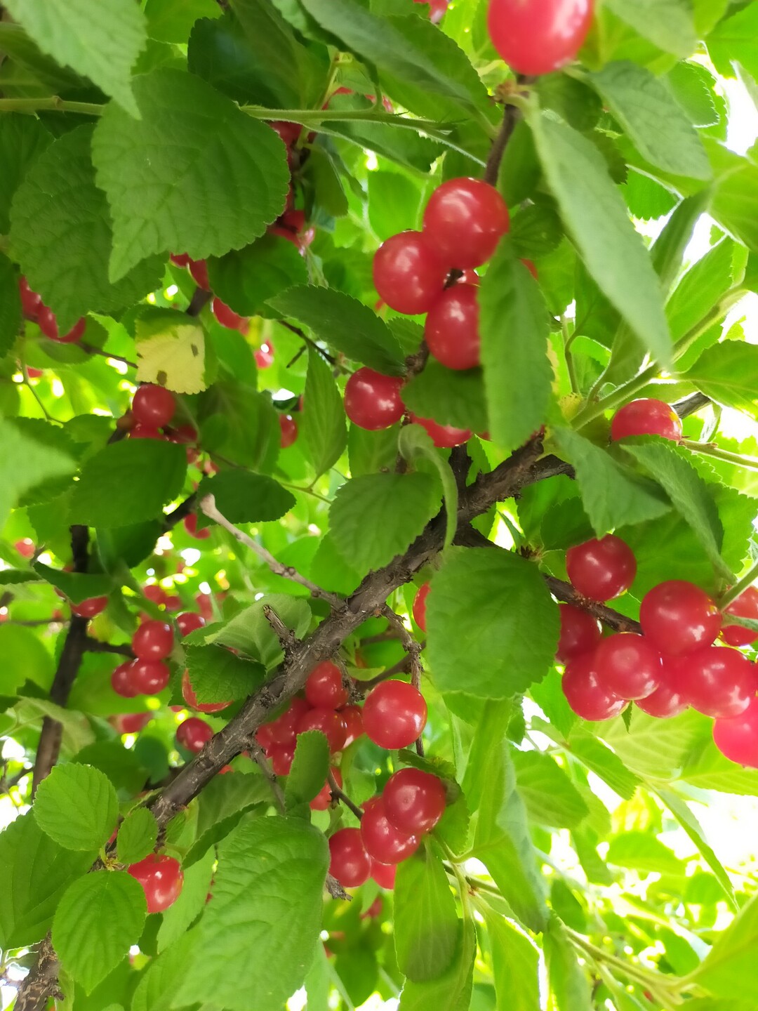 懐かしい物発見。 数十年ぶりに食べてみた... / Berryさんのモーメント | YAMAP / ヤマップ