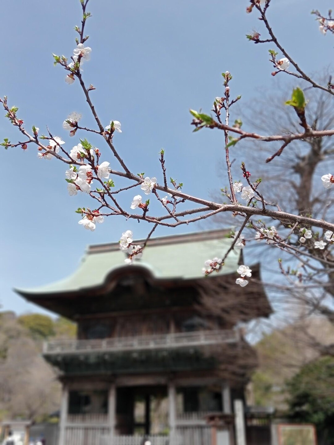 横浜金沢ぐるり6座 - 御伊勢山・権現山（金沢八景権現山）・野島山・日向山・稲荷山・金沢山 / NORさんの鎌倉アルプス（大平山・天台山）の活動データ | YAMAP / ヤマップ