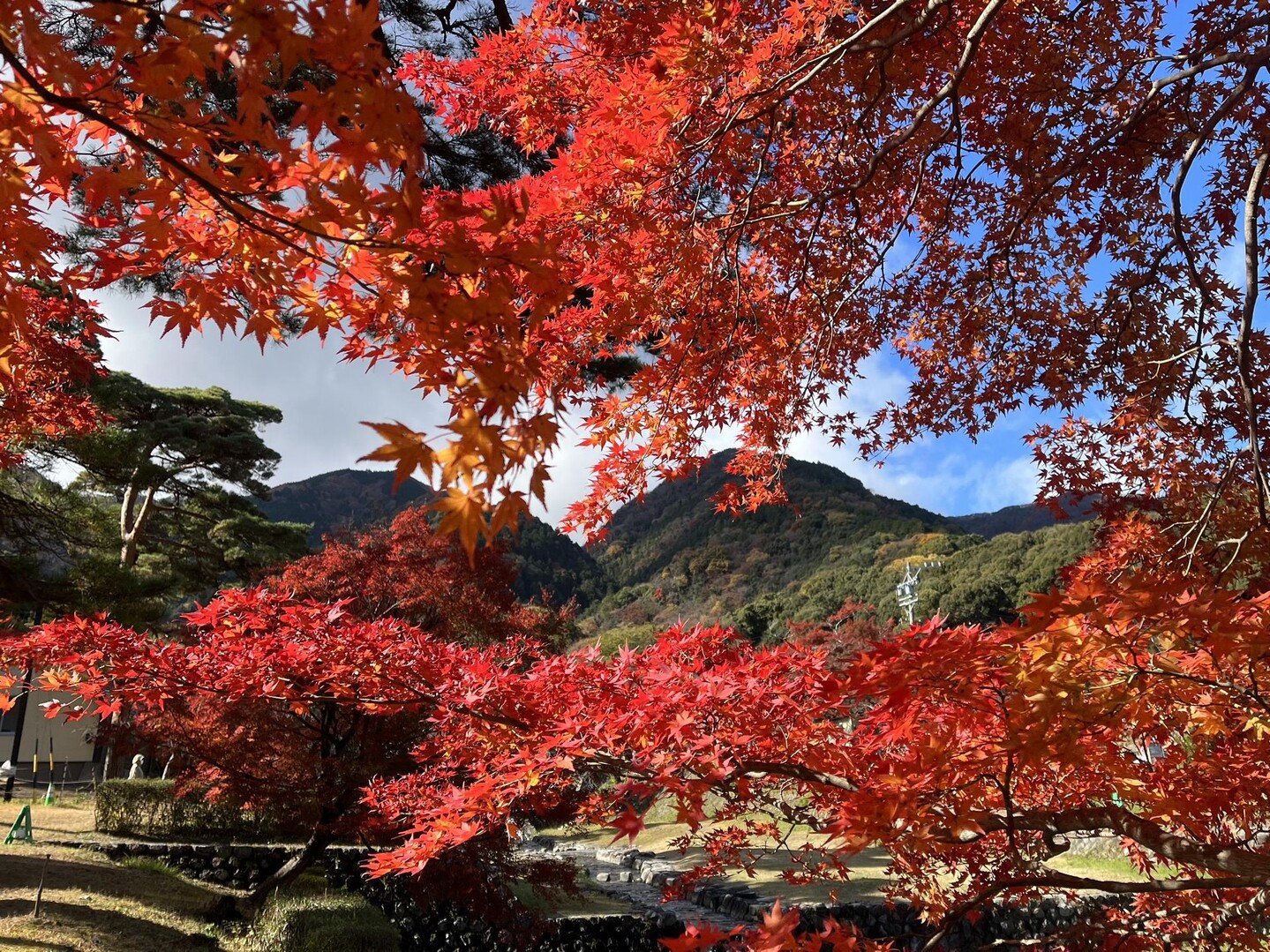 🍁三方山・小倉山・養老山・北尾根P826峰🍁 / nozayukiさんの養老山・笙ヶ岳・三方山の活動データ | YAMAP / ヤマップ