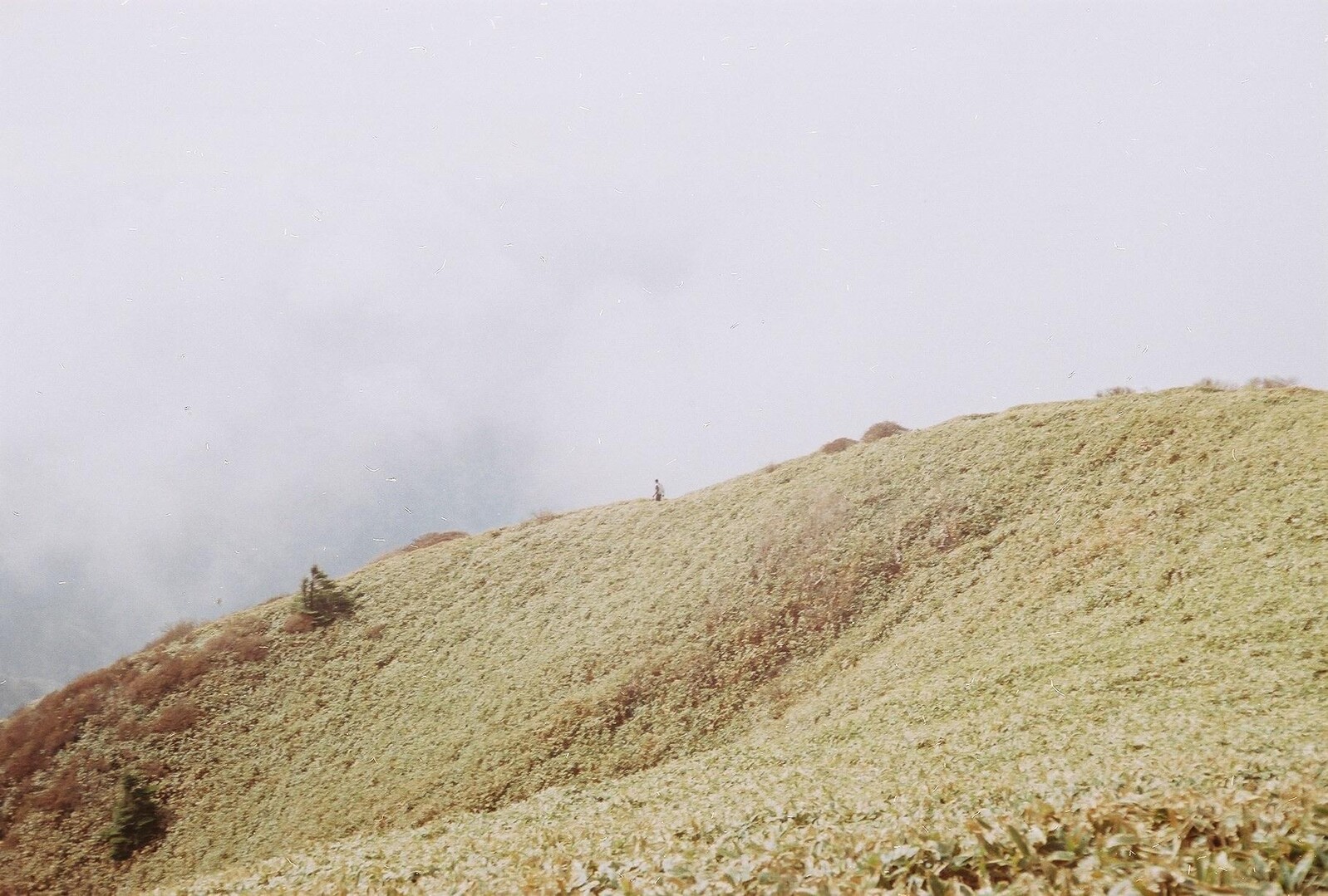 瓶ヶ森・男山 / MJさんの瓶ヶ森・伊予富士の活動データ | YAMAP / ヤマップ