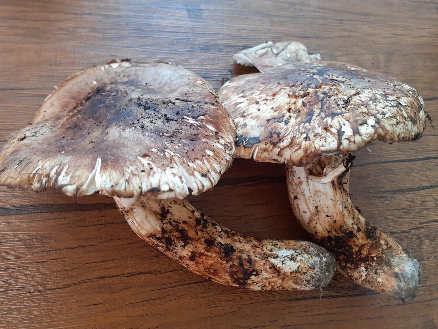 🌾秋の味覚の王様“松茸” 去年同様炊... / Tomoさんのモーメント | YAMAP / ヤマップ