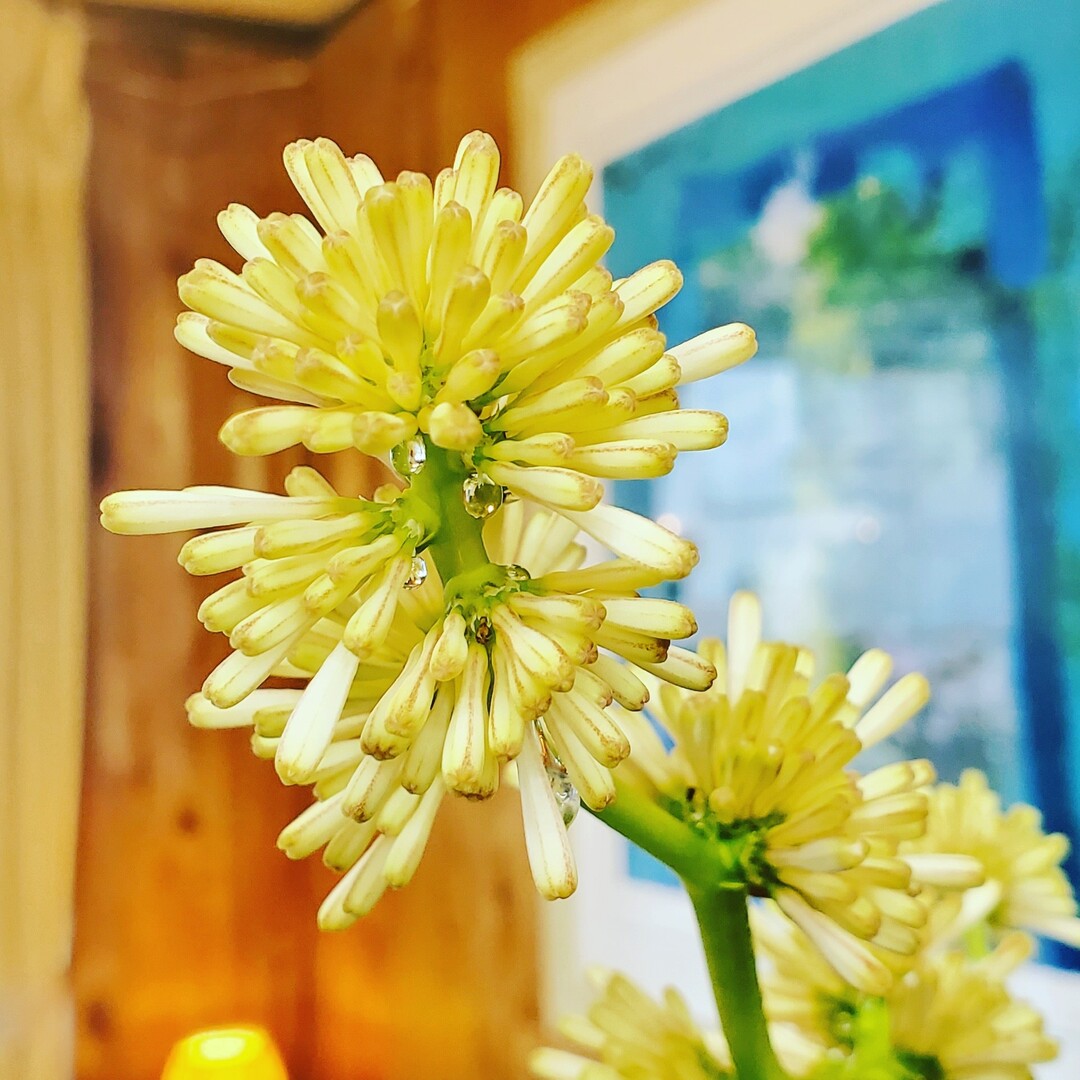 幸福の木の花が咲きそう と、あげてから2... / NOMさんのモーメント | YAMAP / ヤマップ