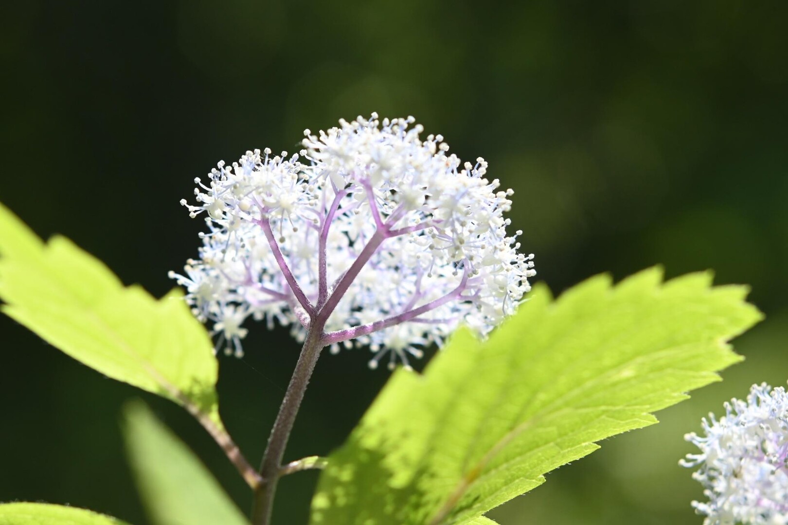 上へ、上へ。摩耶天上寺 / Wis⁂さんの六甲山・長峰山・摩耶山の活動データ | YAMAP / ヤマップ