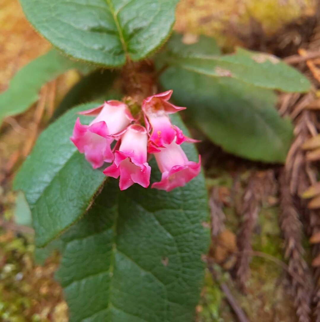 🎵 岩梨の釣鐘花よ月輪へ 悟空2003... / kyoyamaさんのモーメント | YAMAP / ヤマップ
