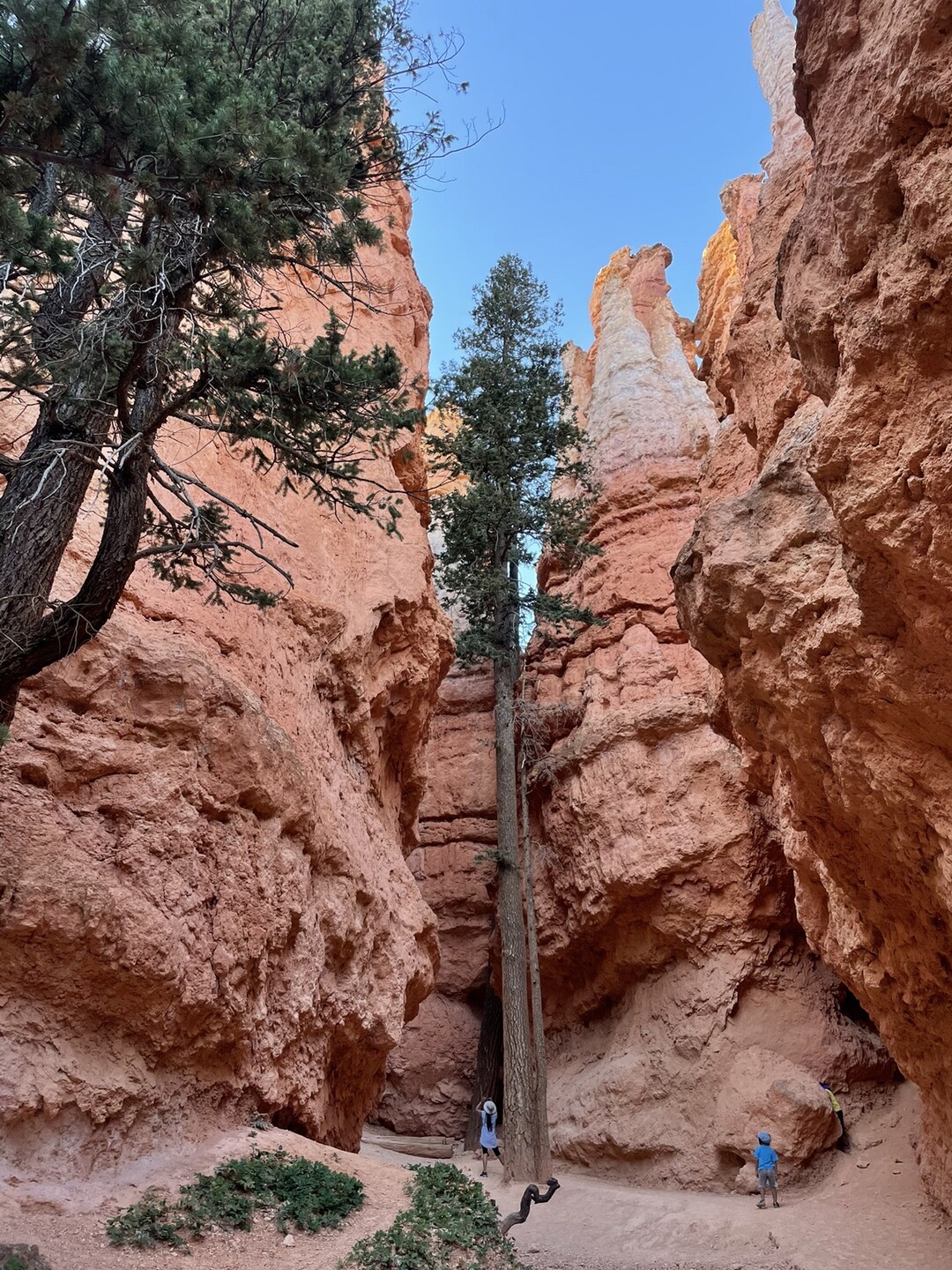 Bryce Canyon National Park, Utah-2022-07-07 / f512mspecialeさんのブライスキャニオン国立公園の活動データ | YAMAP / ヤマップ