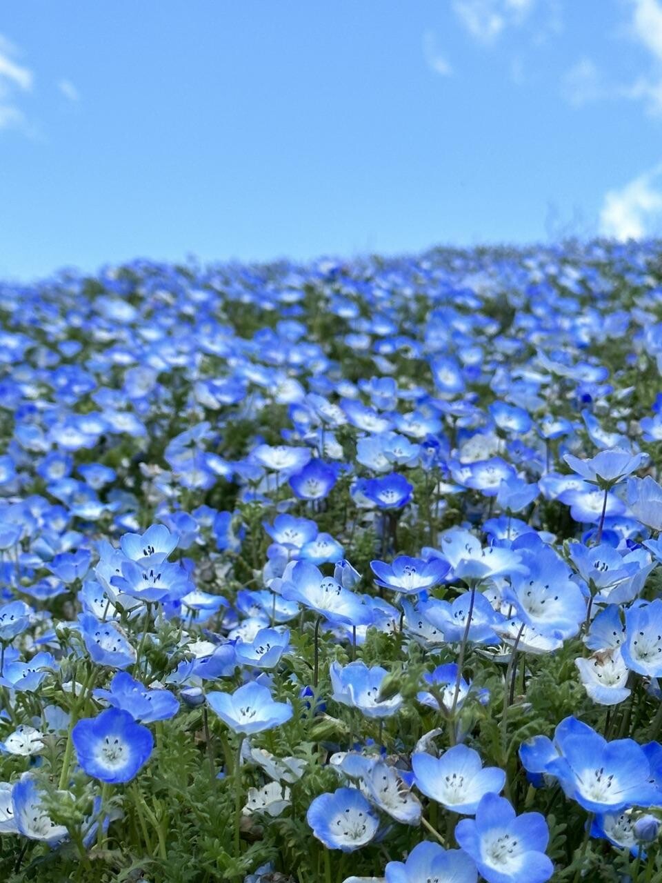 yumiのページ | YAMAP / ヤマップ