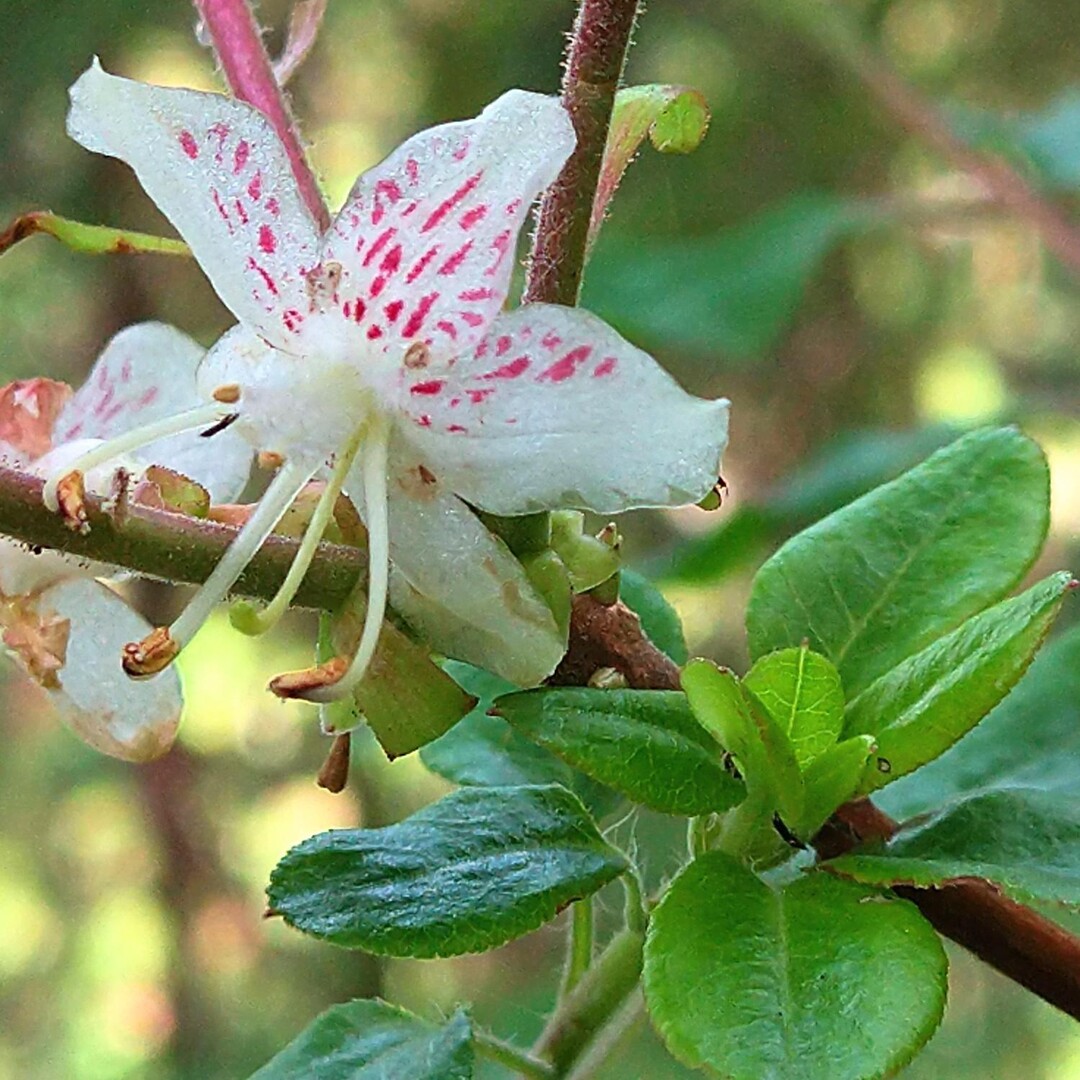 4日前、オオバアサガラ（大葉麻殻）の花が... / totoさんのモーメント | YAMAP / ヤマップ