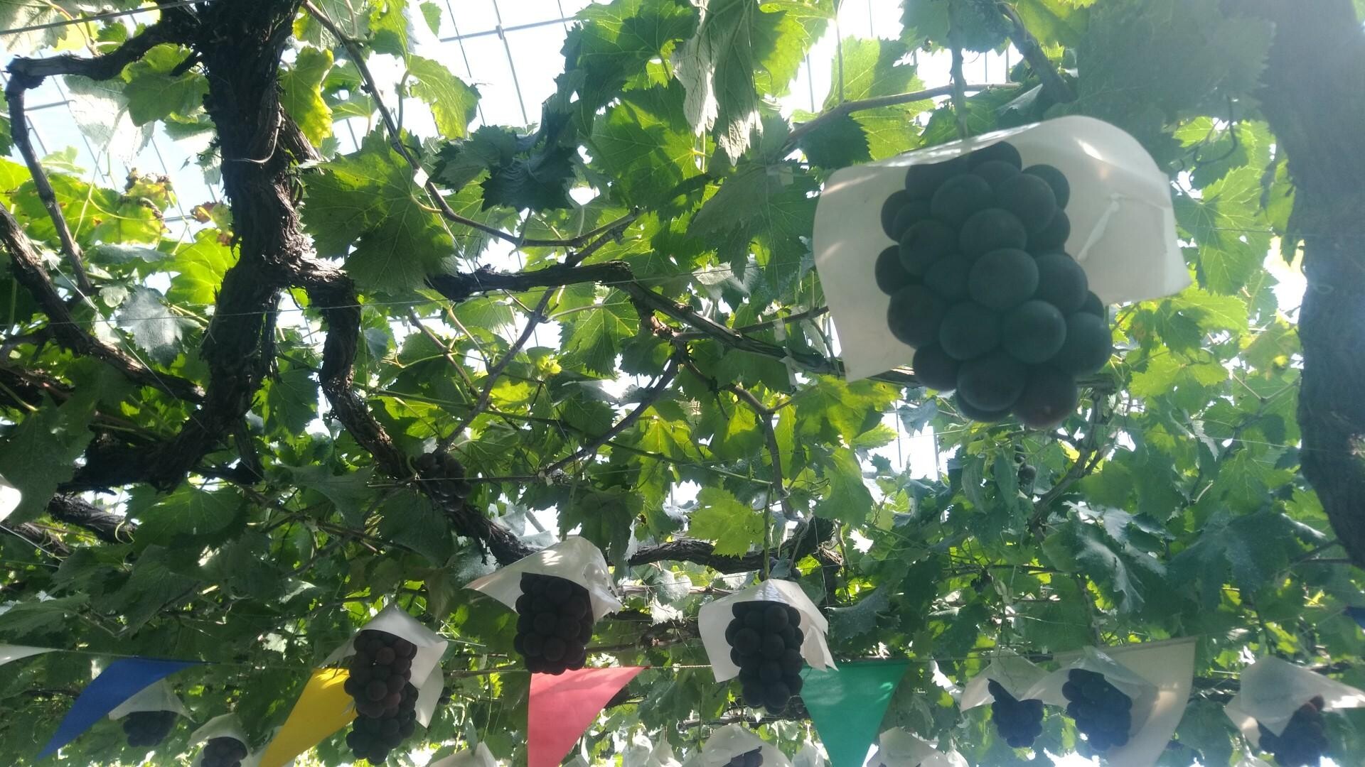 小楢山-2022-9-11 / ひじりさんの乾徳山・黒金山の活動データ | YAMAP / ヤマップ