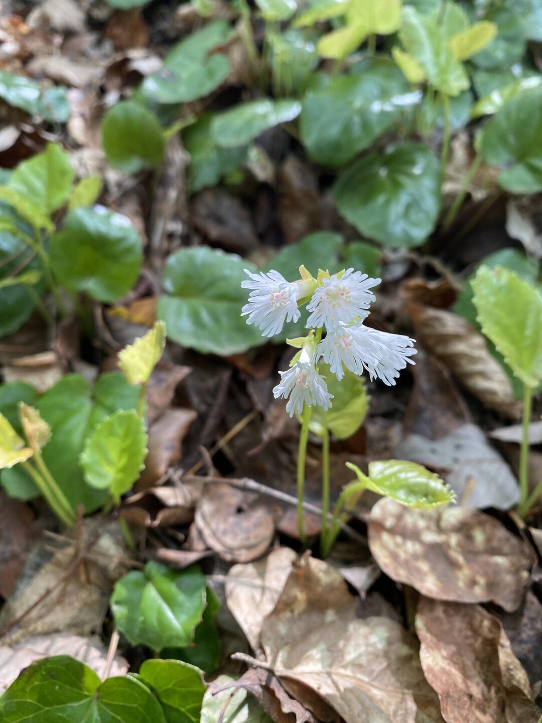 鬼飛山 / miru さんの鬼飛山・大谷山・八坂山の活動データ | YAMAP / ヤマップ
