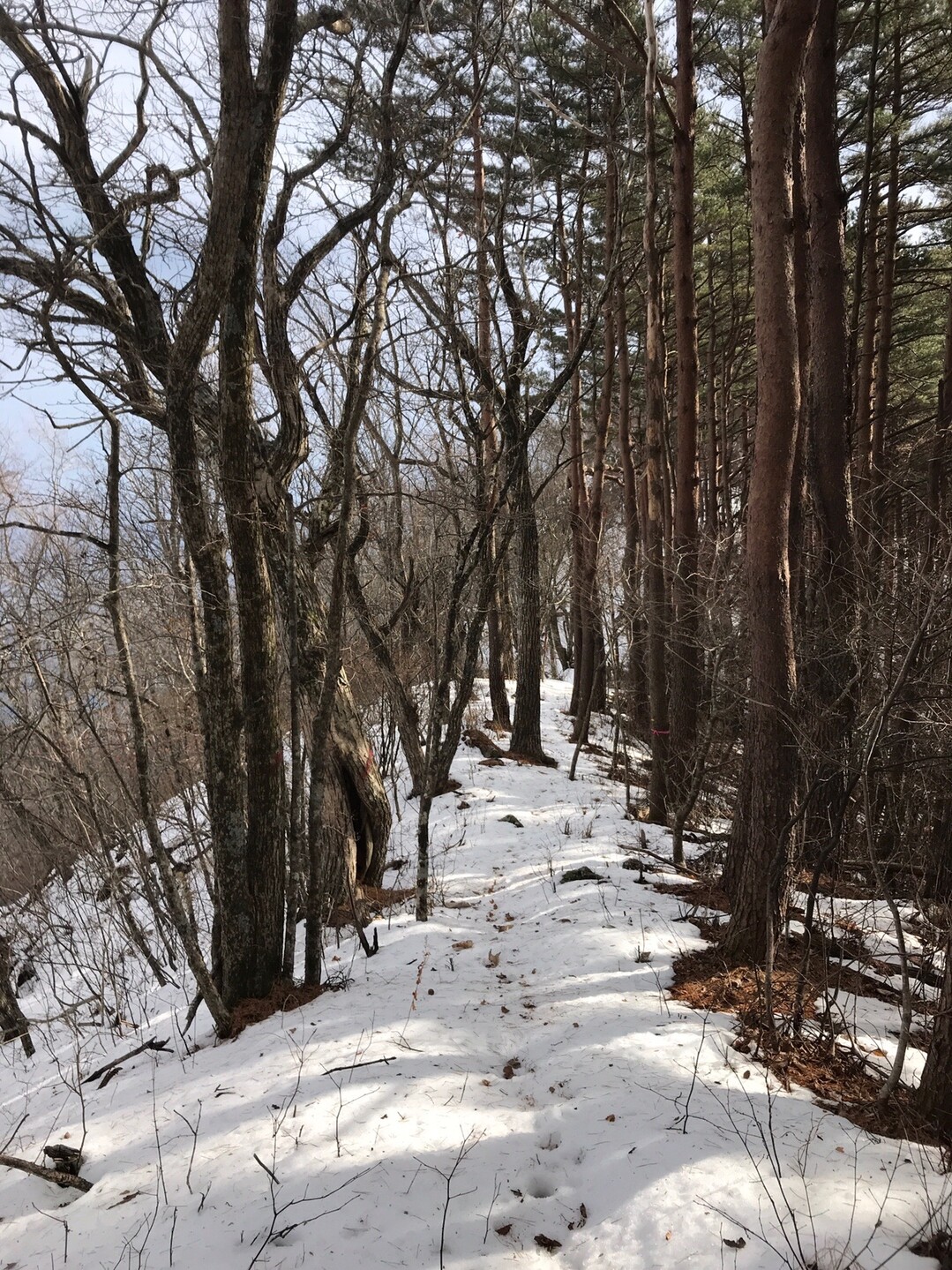 MCT巡視 寺地越-2021-01-16 / tetsuさんのハイキングの活動データ | YAMAP / ヤマップ