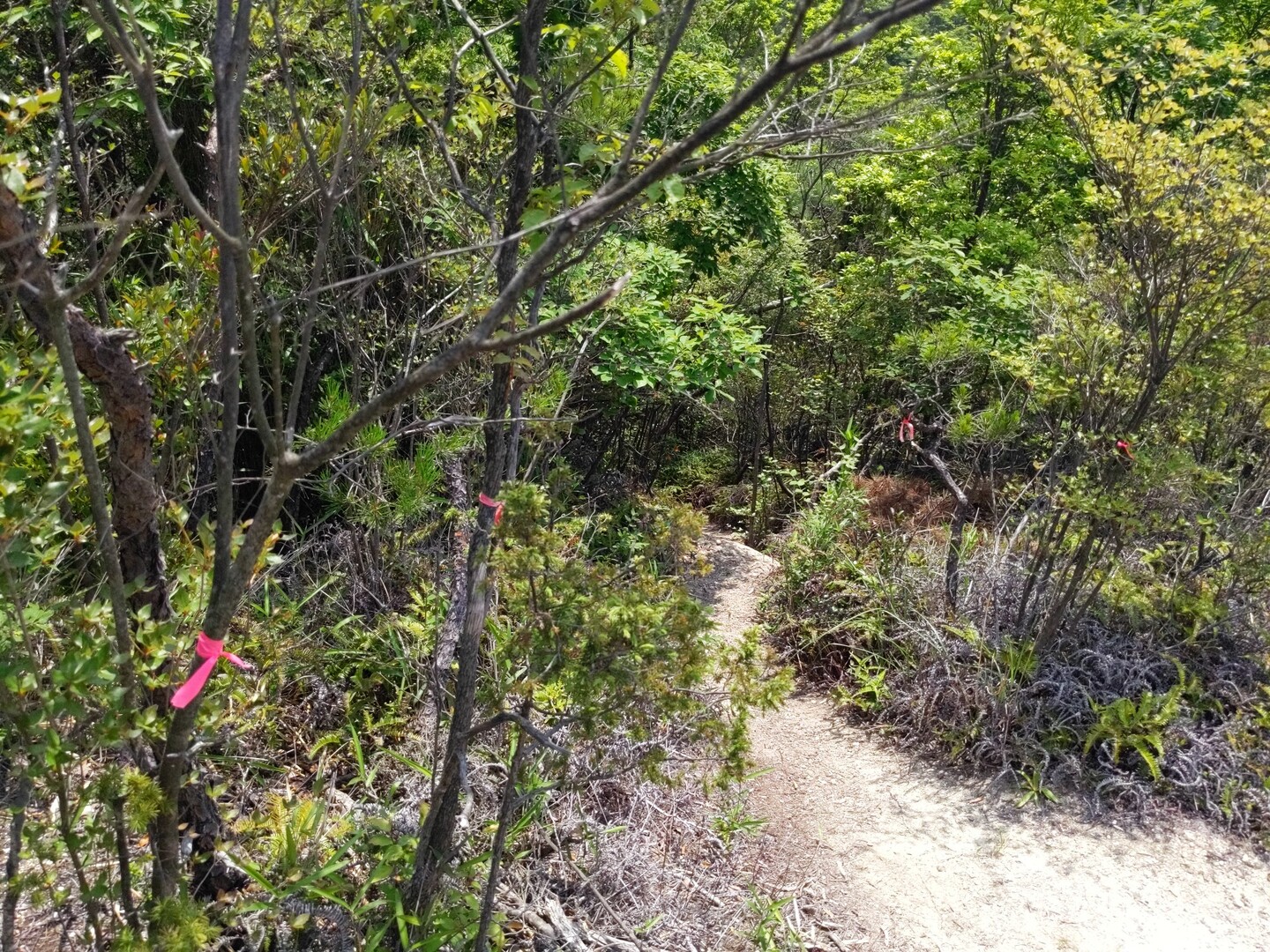 TAZさんの投稿したフィールドメモ | YAMAP / ヤマップ