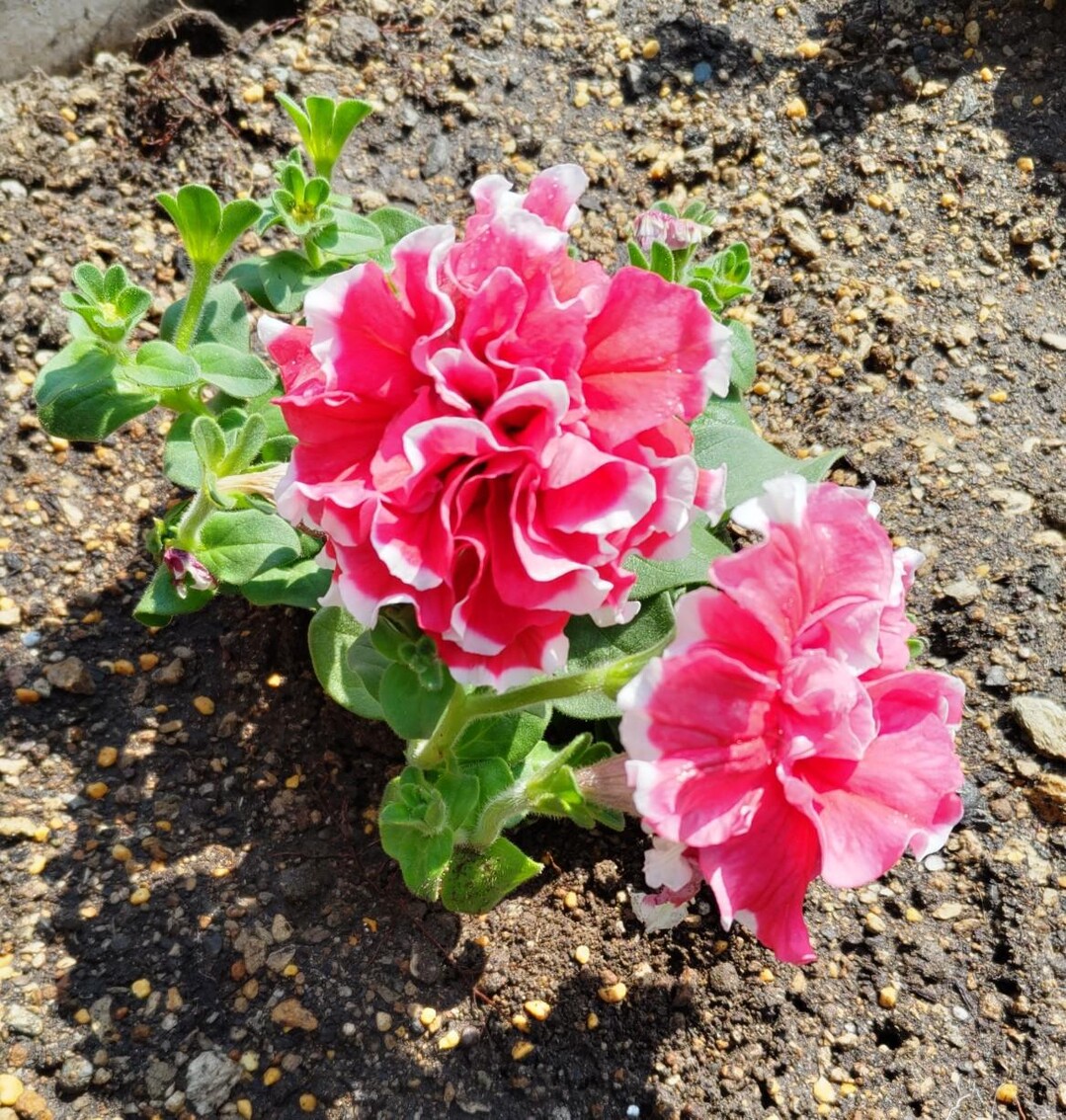 SAORIのページ | YAMAP / ヤマップ