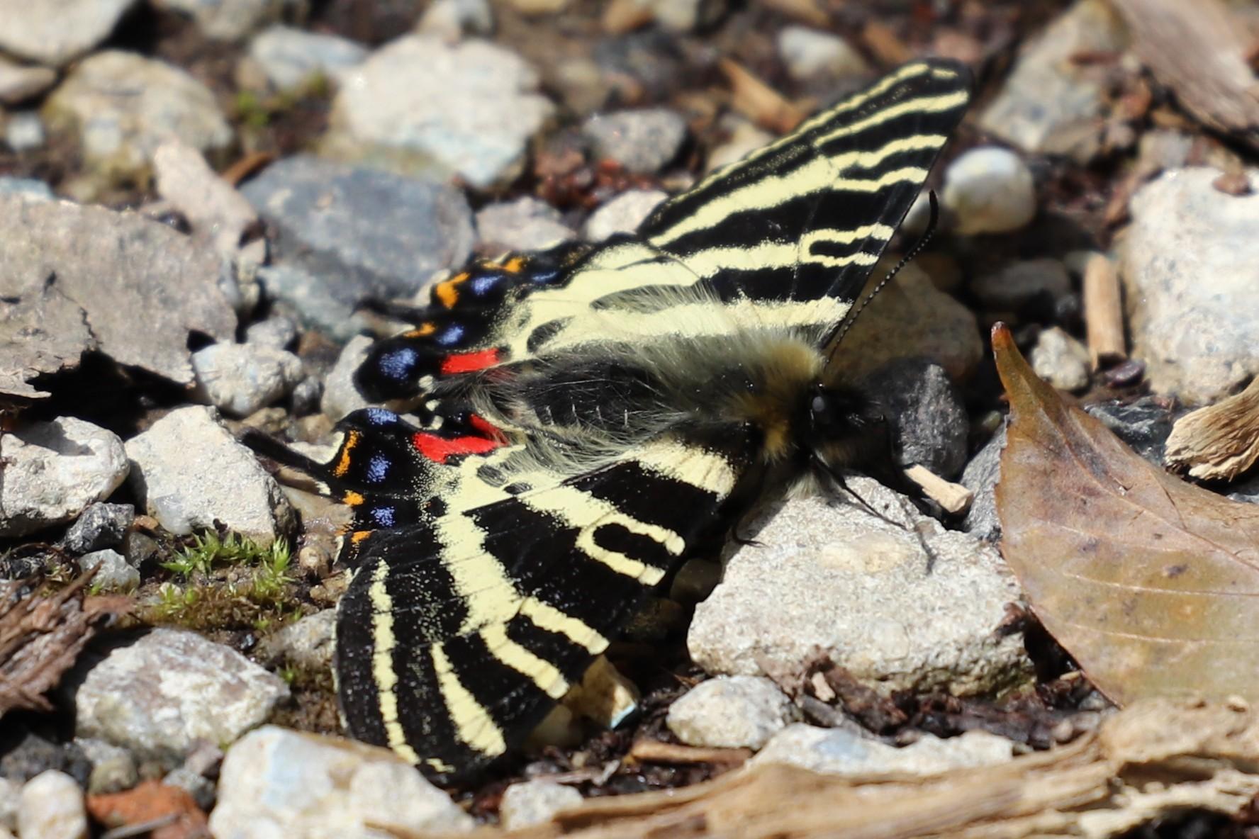春の女神に会わなきゃ🦋 / AYAさんのウォーキングの活動日記 | YAMAP / ヤマップ