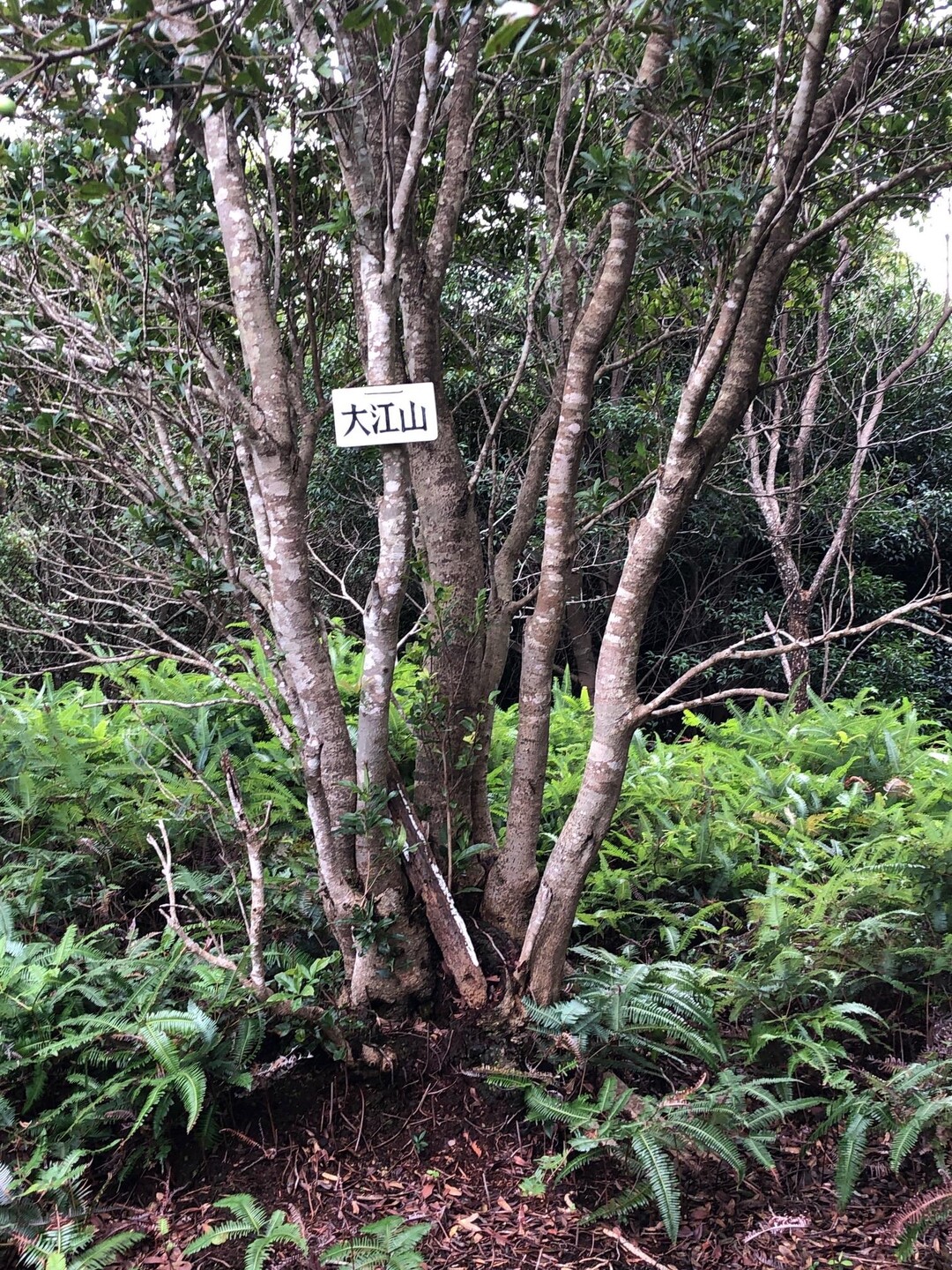 低山巡り 大江山 160.7m 南伊勢町 三重 / isisさんの切間の八の活動日記 | YAMAP / ヤマップ