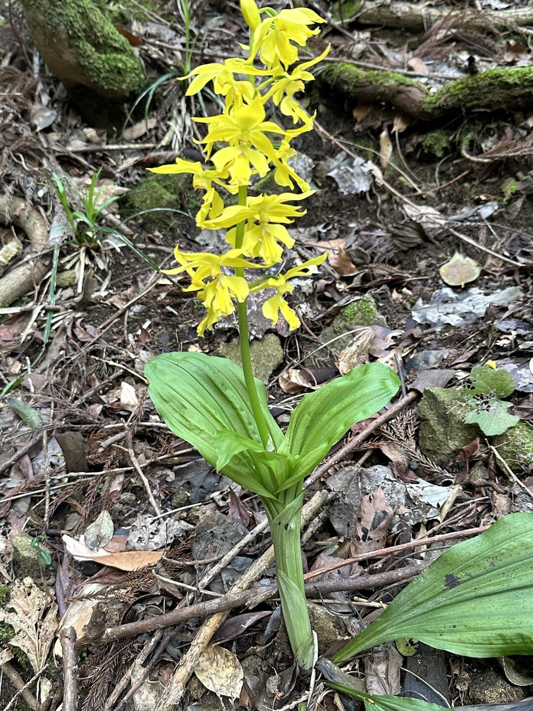 2023.05.01(月) 11:36 / ヤマンバさんのモーメント | YAMAP / ヤマップ