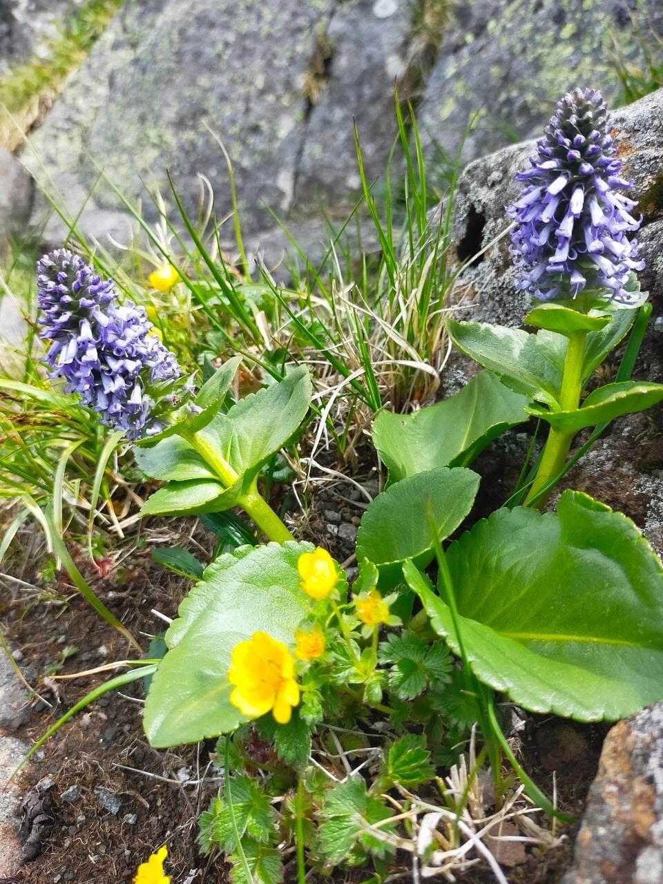 横岳の横っちょだけに🌸行くはずが…⛰️ / zukoさんの八ヶ岳（赤岳・硫黄岳・天狗岳）の活動データ | YAMAP / ヤマップ
