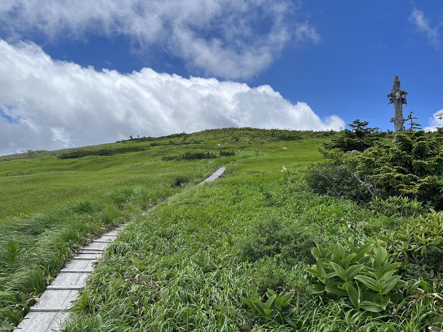 平ヶ岳 鷹ノ巣コースでピストン / Jimamanさんの平ヶ岳・台倉山・池ノ岳の活動データ | YAMAP / ヤマップ