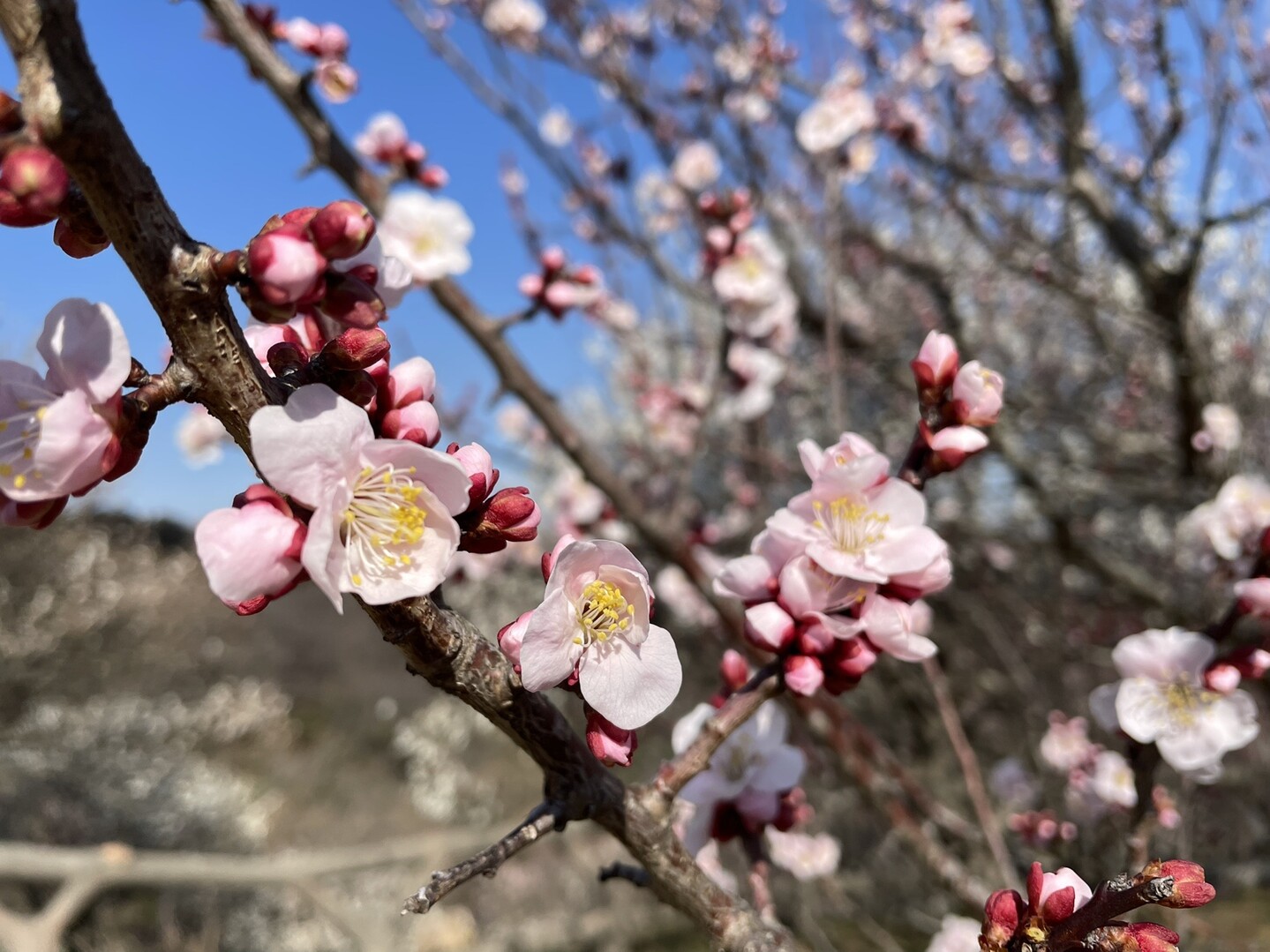 春みっけ♪三浦アルプス / midoriさんの三浦アルプス・二子山・仙元山の活動データ | YAMAP / ヤマップ