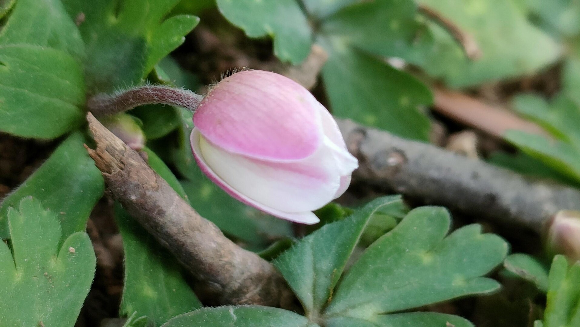 丸山・草木・多志田山・藤原岳 / TKG🥚🍚さんの藤原岳・御池岳の活動データ | YAMAP / ヤマップ