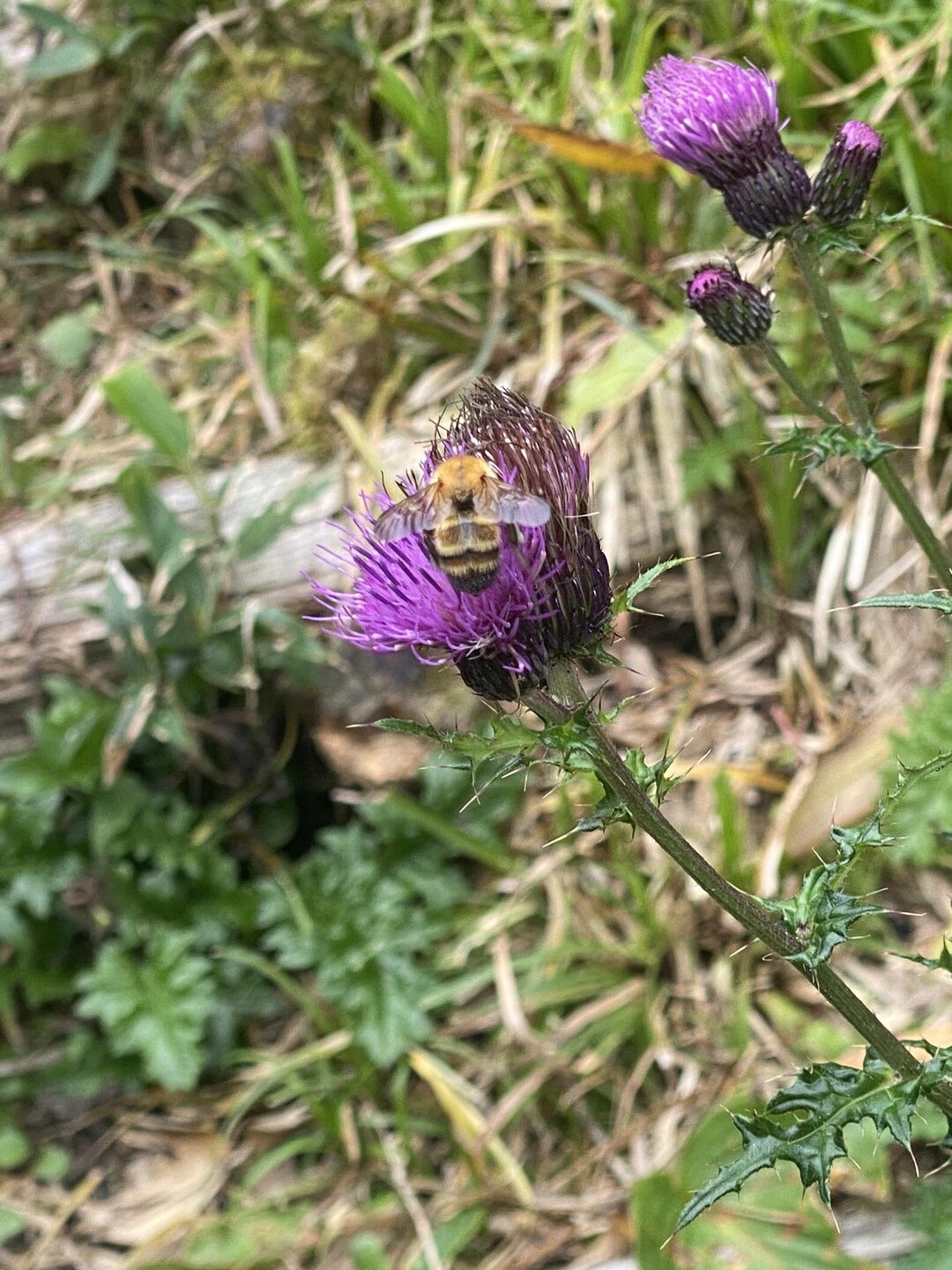 白木峰・北白木峰 / mihoさんの白木峰・小白木峰の活動データ | YAMAP / ヤマップ