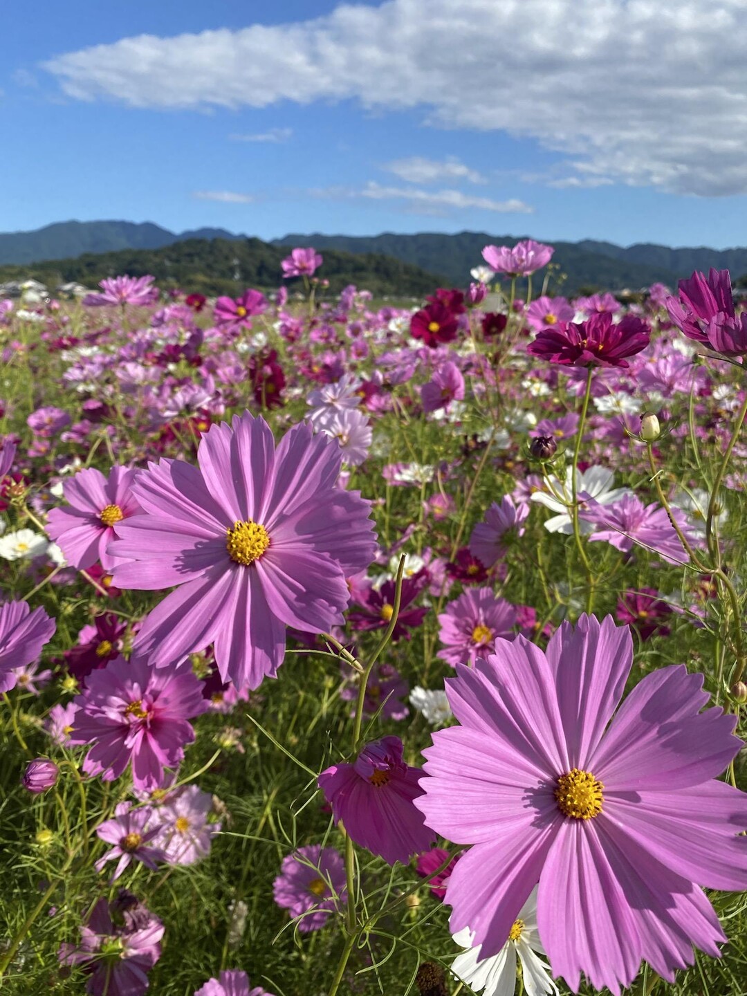藤原京のコスモスを見て来ました🌸 暑く... / KENJIさんのモーメント | YAMAP / ヤマップ