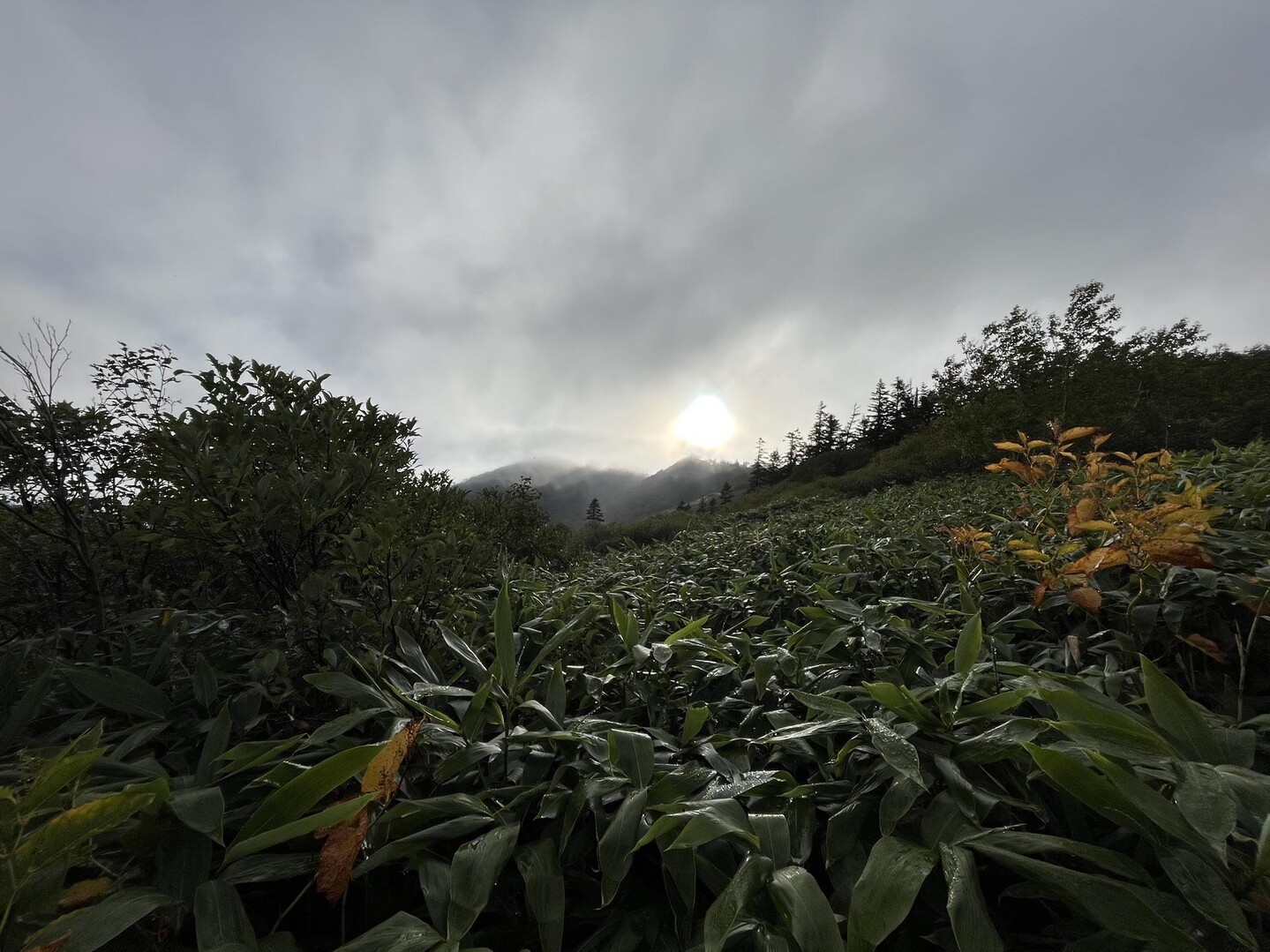 火打山・妙高山 / 妙高山・火打山の写真51枚目 | YAMAP / ヤマップ