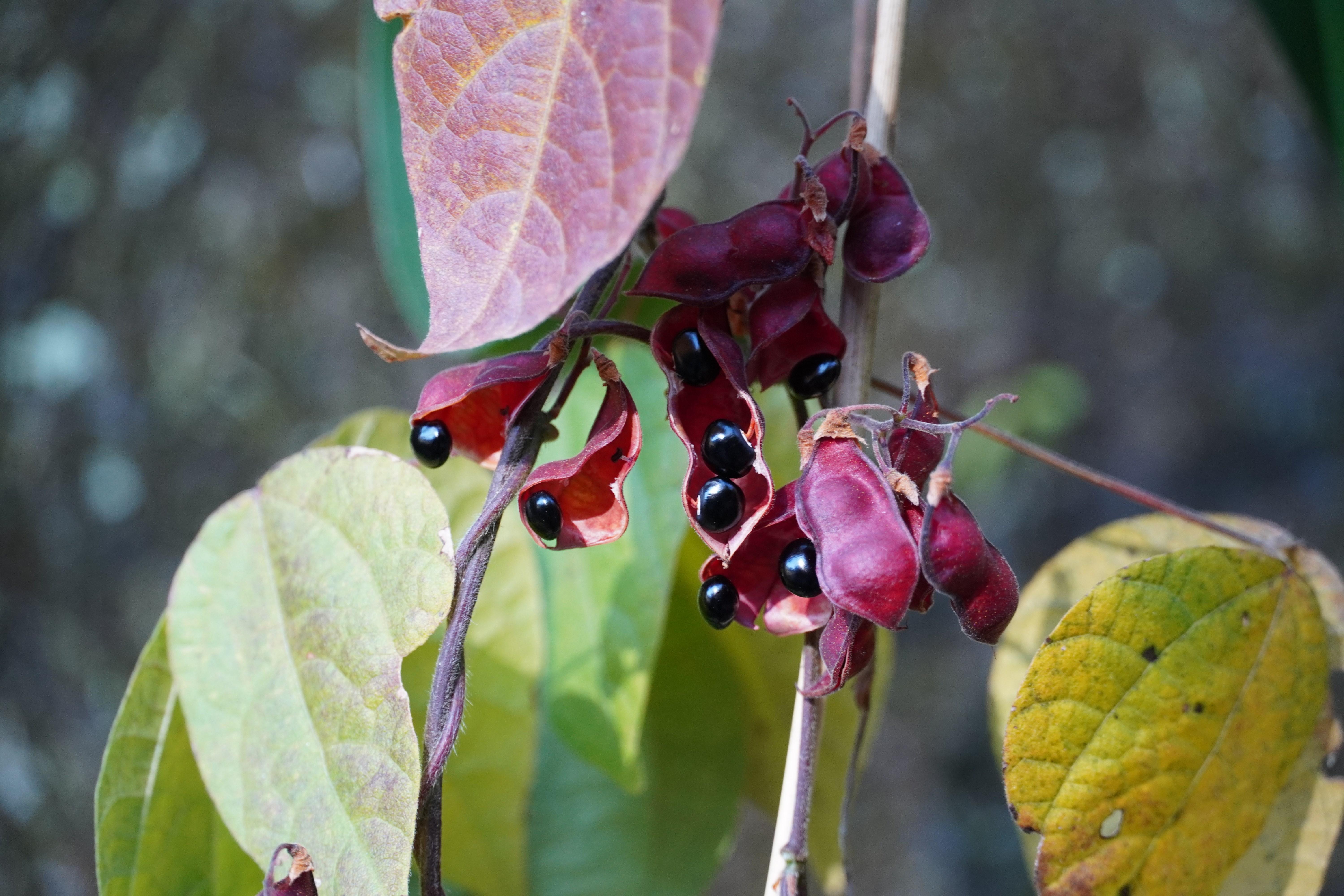 海上の森～山路の森 11月の観察会 / 坂道男さんの猿投山・物見山の活動データ | YAMAP / ヤマップ