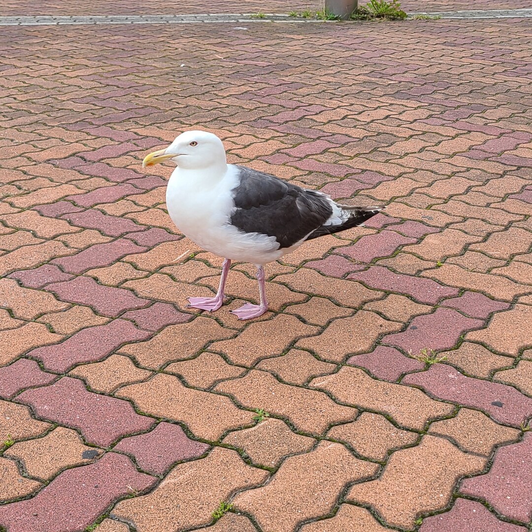 野生のカモメが現れた!! →カモメの爆あ... / Mt. Y’sさんのモーメント | YAMAP / ヤマップ