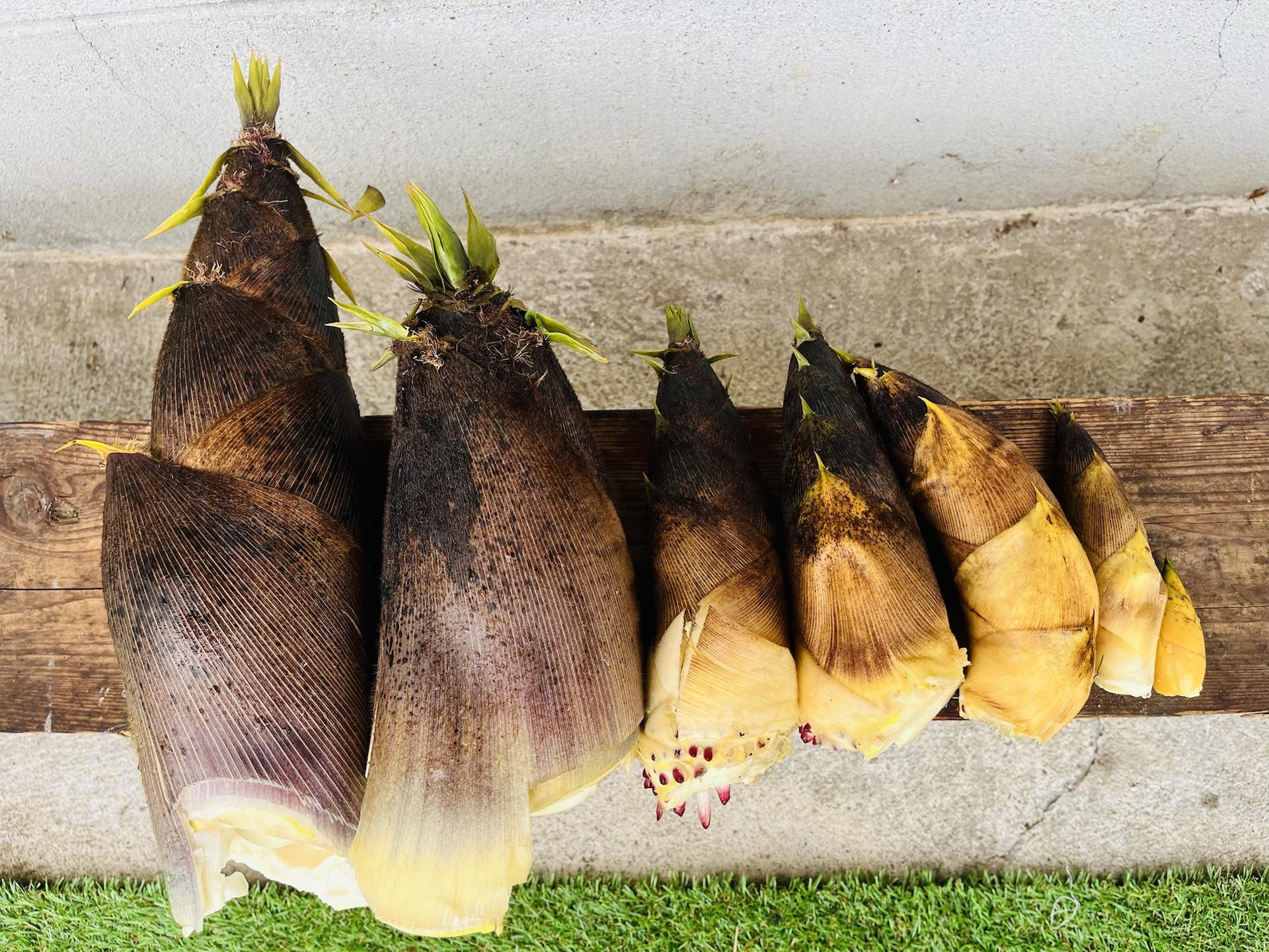 知人宅の裏庭でタケノコ掘り体験させてもら... / ya_ma_holicさんのモーメント | YAMAP / ヤマップ