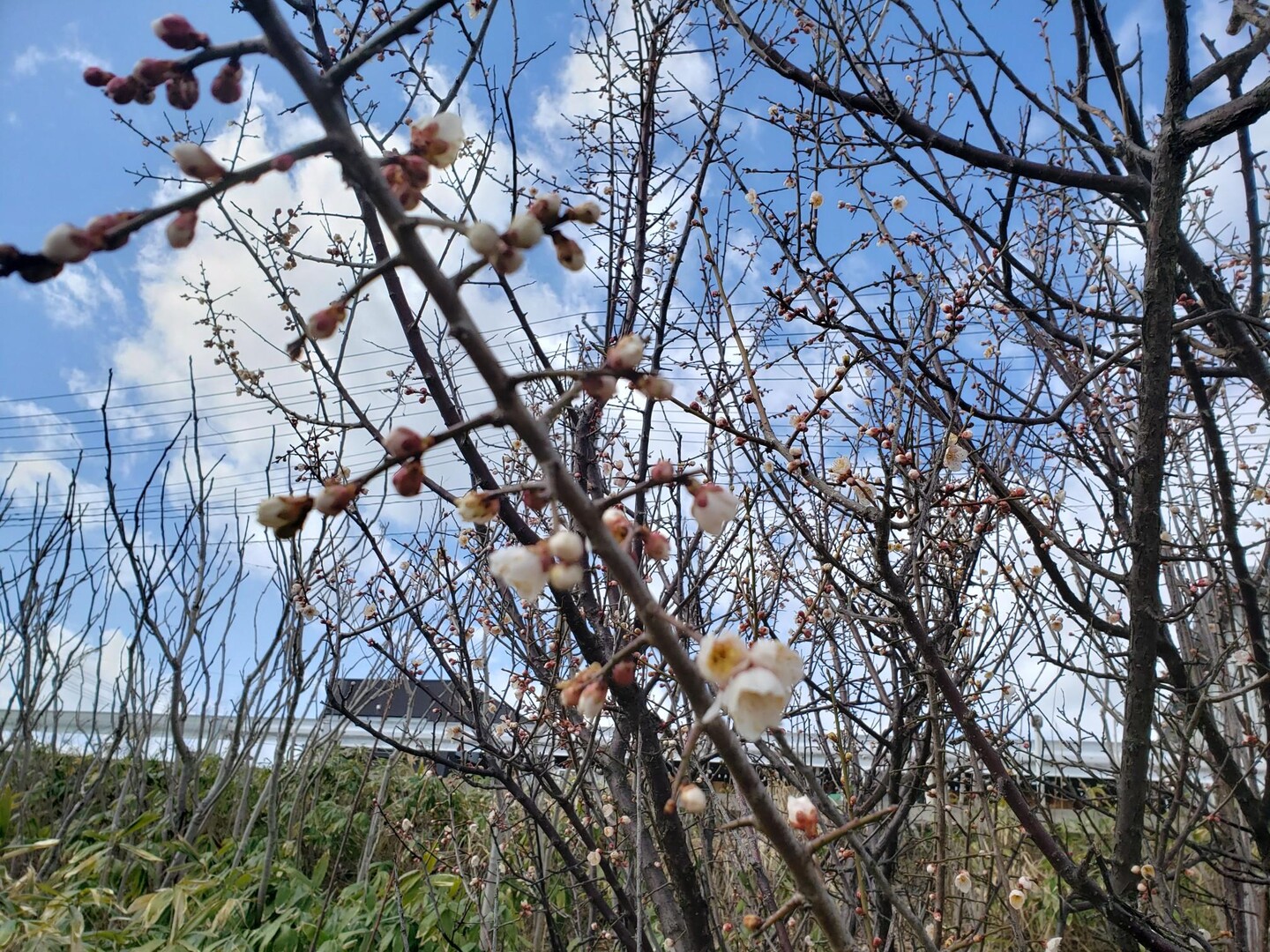 春を探してとぼとぼと。 まだ寒いけど、確... / Kichyさんのモーメント | YAMAP / ヤマップ