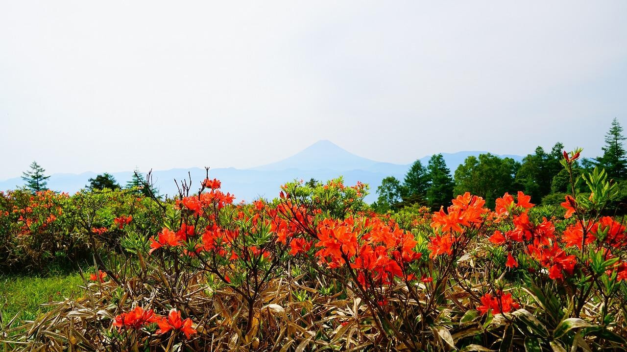 甘利山・千頭星山 ほんの少し時期的に遅かった💦 / kuma kuma（クマ）さんの鳳凰山・地蔵岳・観音岳・薬師岳の活動データ | YAMAP / ヤマップ