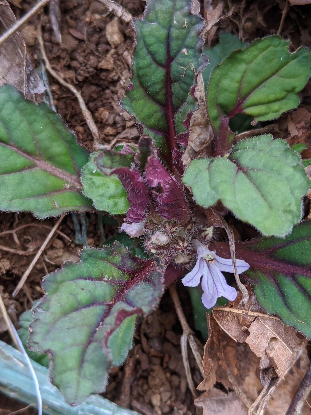 4月上旬 矢祭山(福島) ツクバキンモン... / YOLOさんのモーメント | YAMAP / ヤマップ