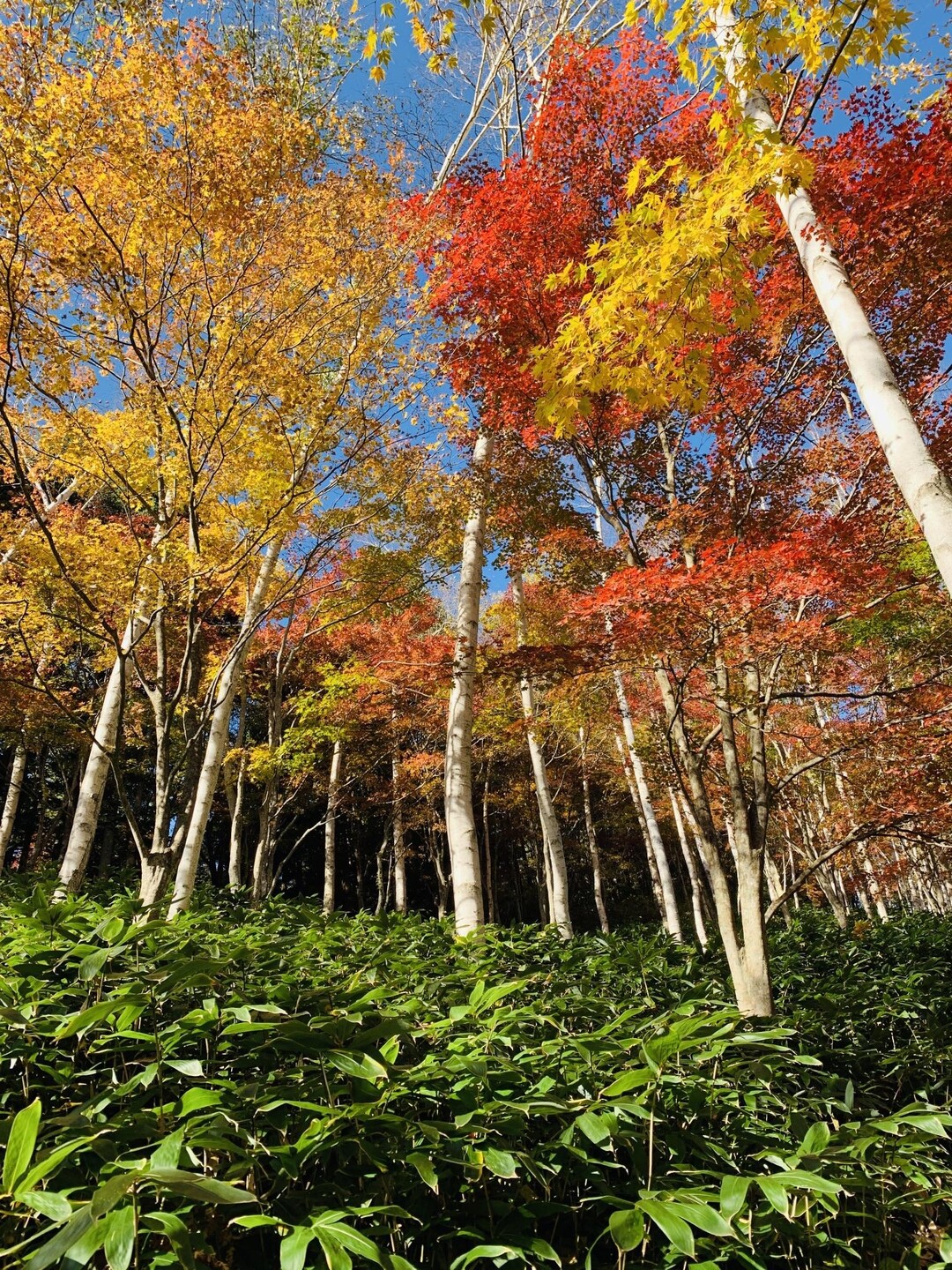 立烏帽子山・池ノ段・比婆山・烏帽子山・毛無山・伊良谷山・牛曳山 / おっちゃんさんの比婆山・立烏帽子山・吾妻山の活動データ | YAMAP / ヤマップ