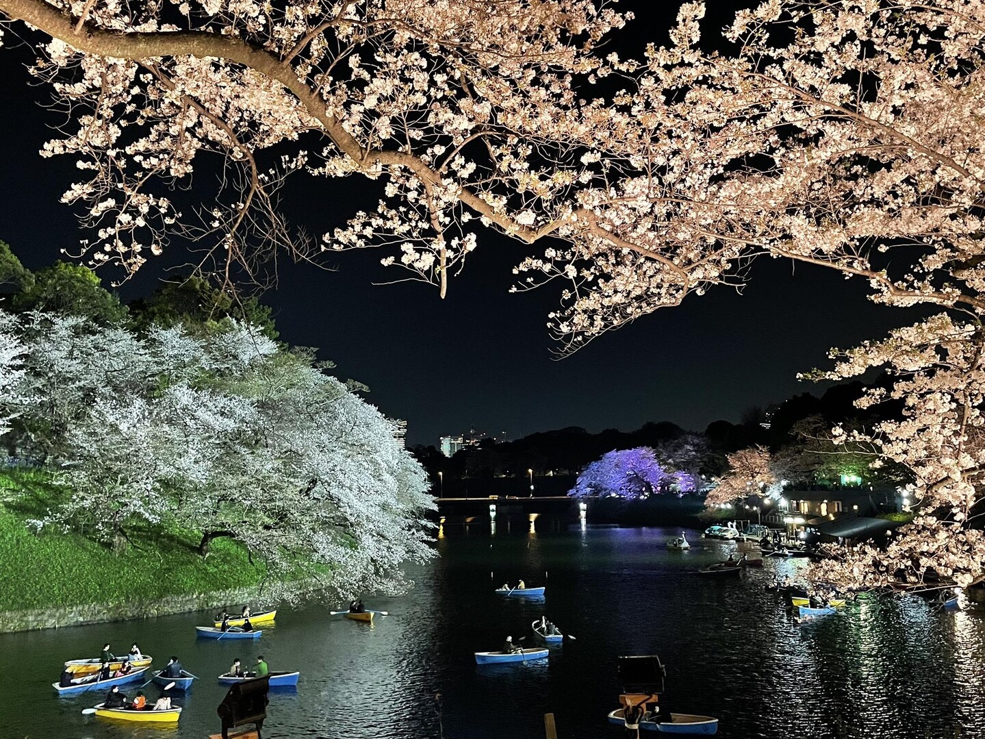 千鳥ヶ淵が久しぶりのライトアップです。 / houjinoさんのモーメント | YAMAP / ヤマップ