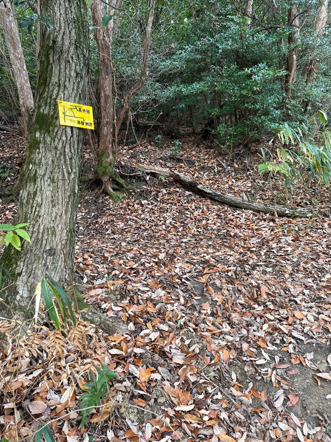 gs-h_satohさんの投稿したフィールドメモ | YAMAP / ヤマップ