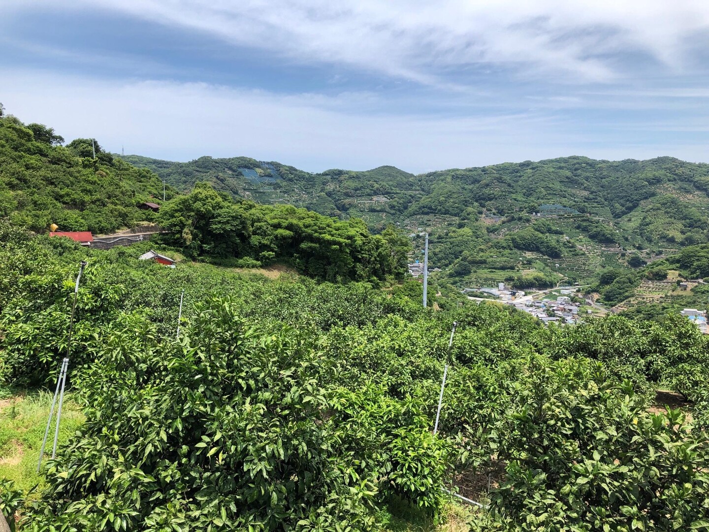 鉢伏山 / Zak-Sanさんの名草山の活動日記 | YAMAP / ヤマップ