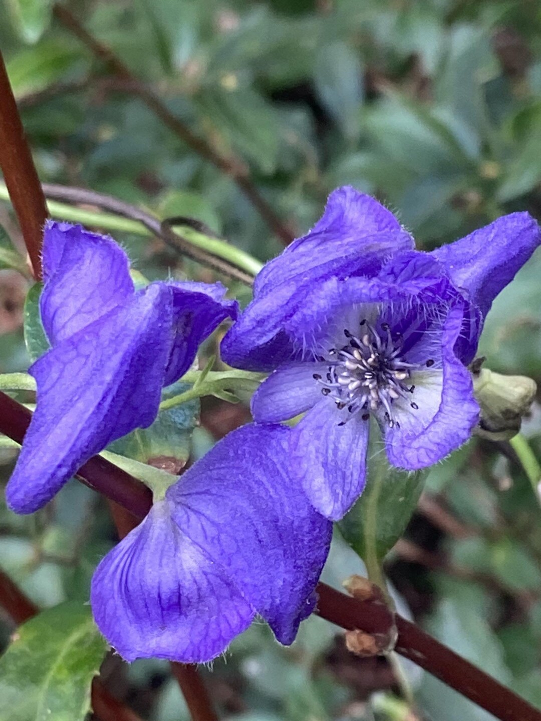 霧島⛰️烏帽子岳へハナヅル🪻見つけたよ🥰 / kiko-mamaさんの栗野岳・日添岳・えびの岳の活動データ | YAMAP / ヤマップ
