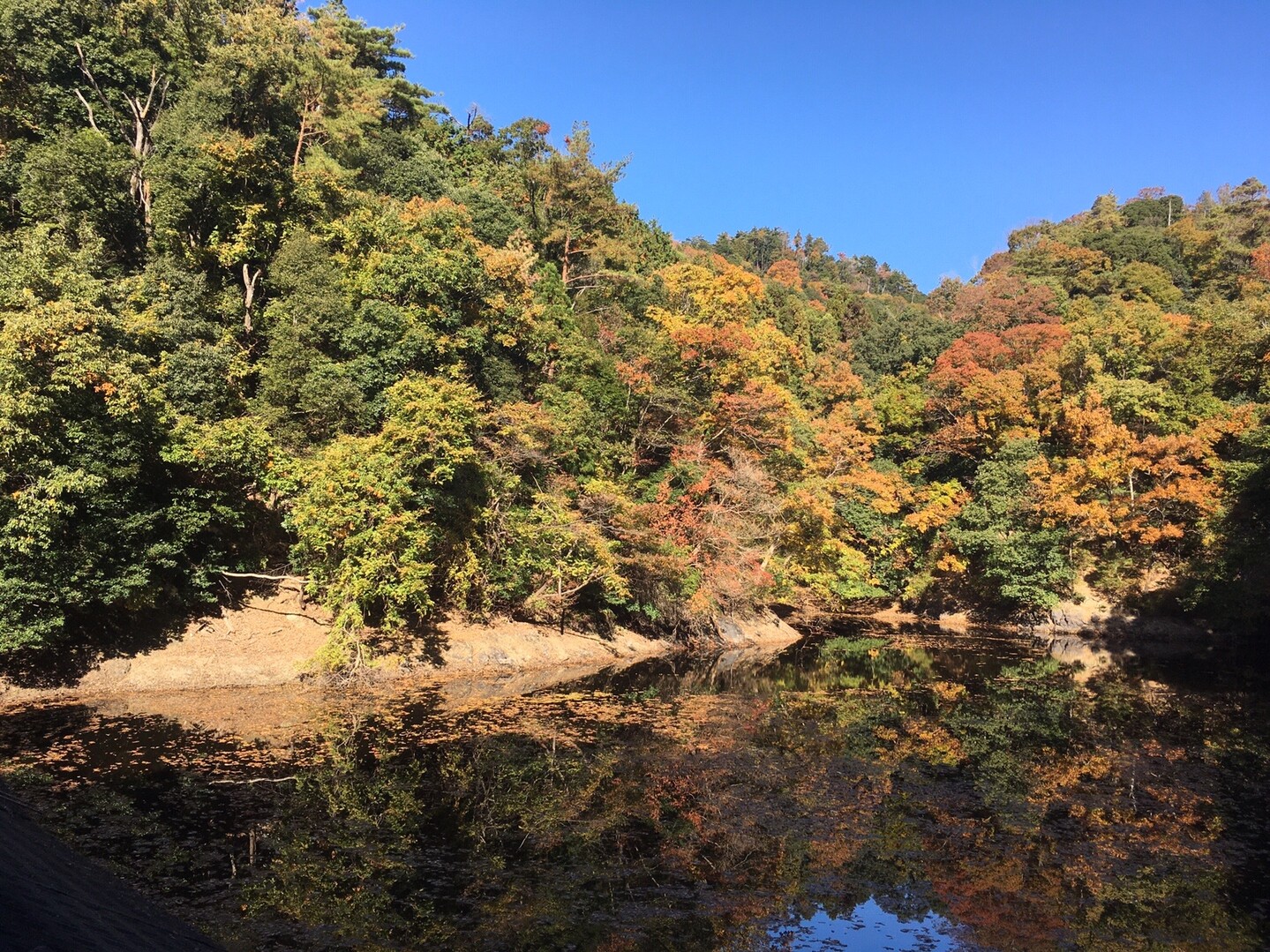 勝尾寺南山 / TKAKさんの六個山・鉢伏山・明ヶ田尾山・五月山の活動データ | YAMAP / ヤマップ